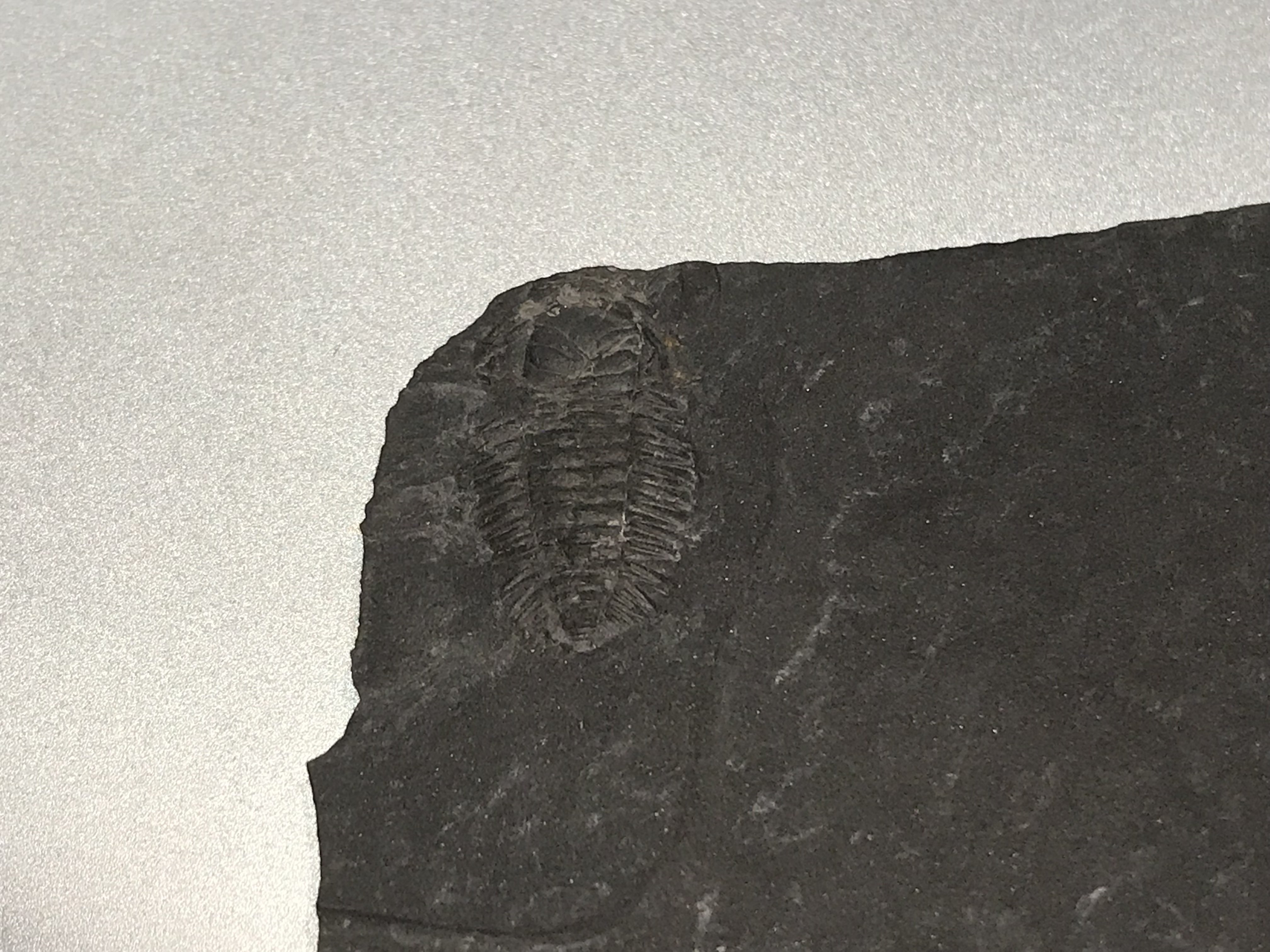 Triarthrus spinosus - Trilobites - The Fossil Forum