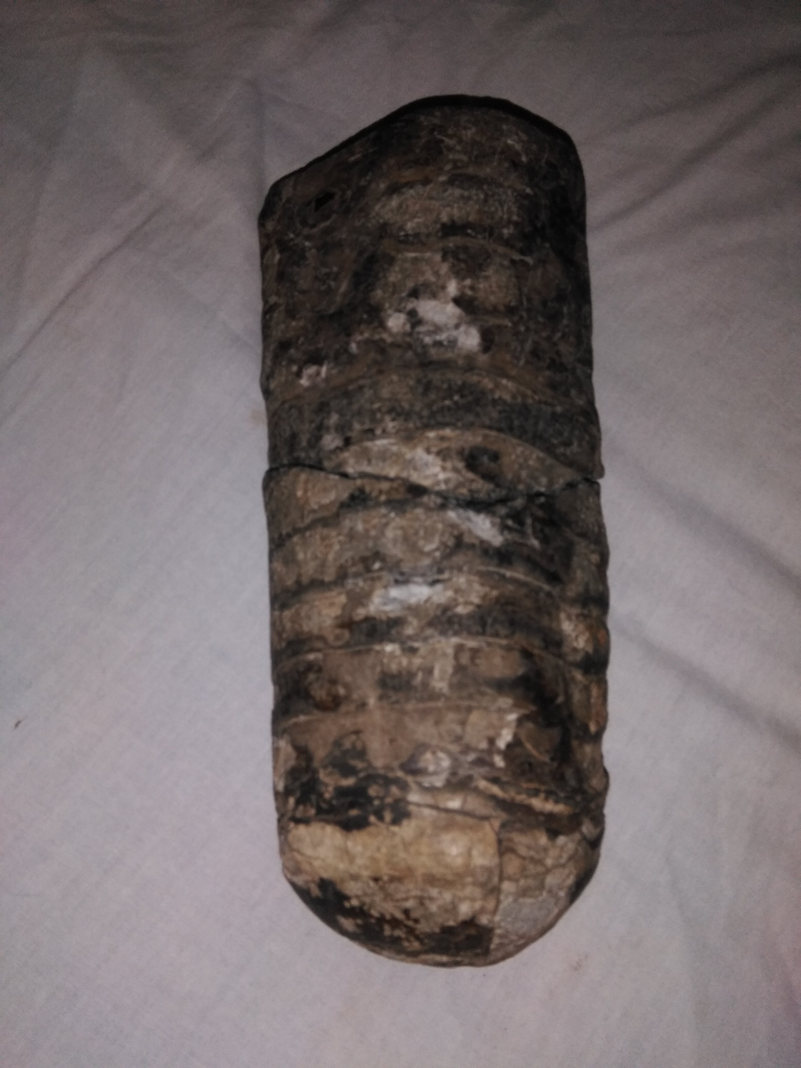 Help - Fossil ID - The Fossil Forum