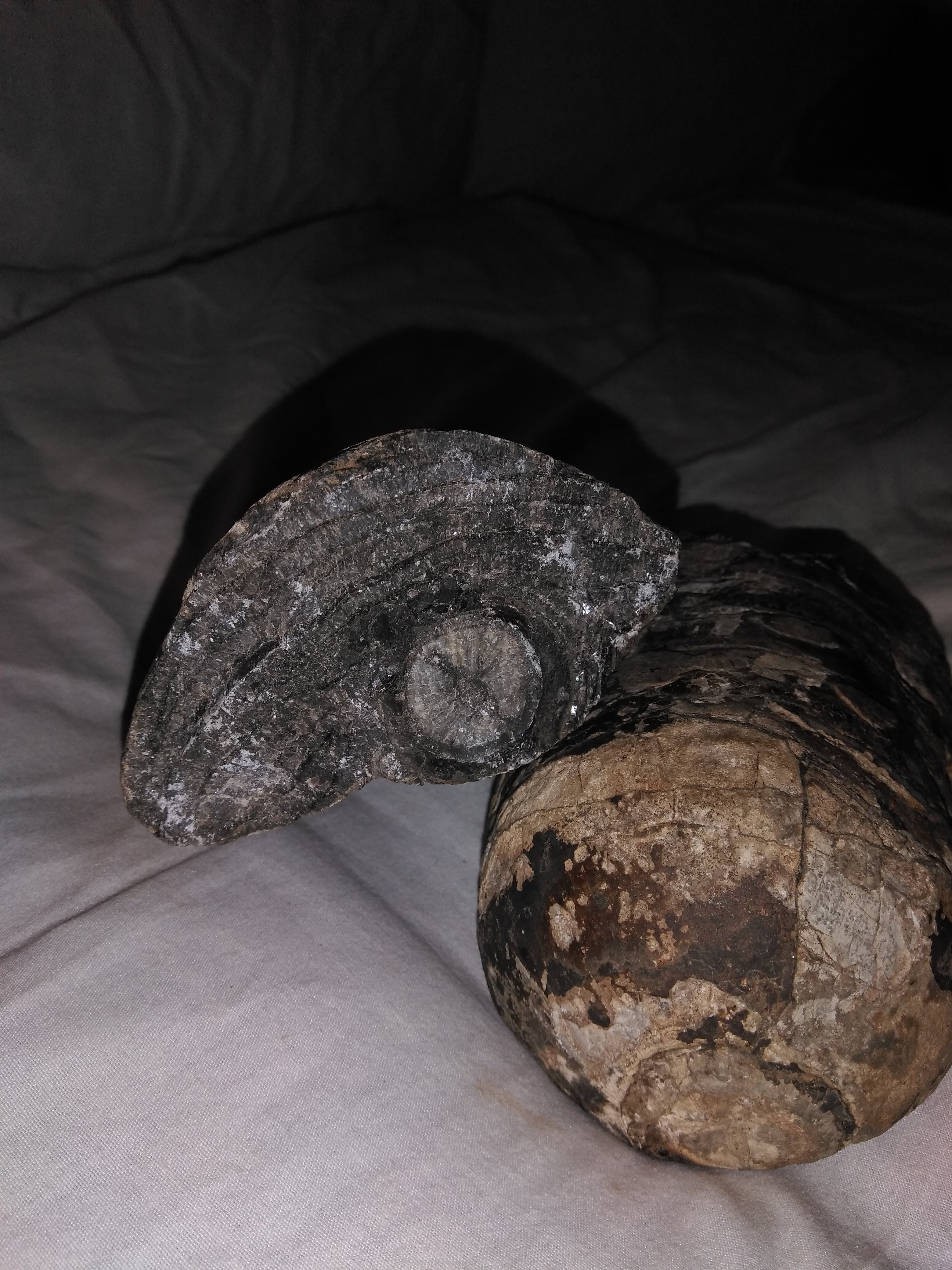 Help - Fossil ID - The Fossil Forum
