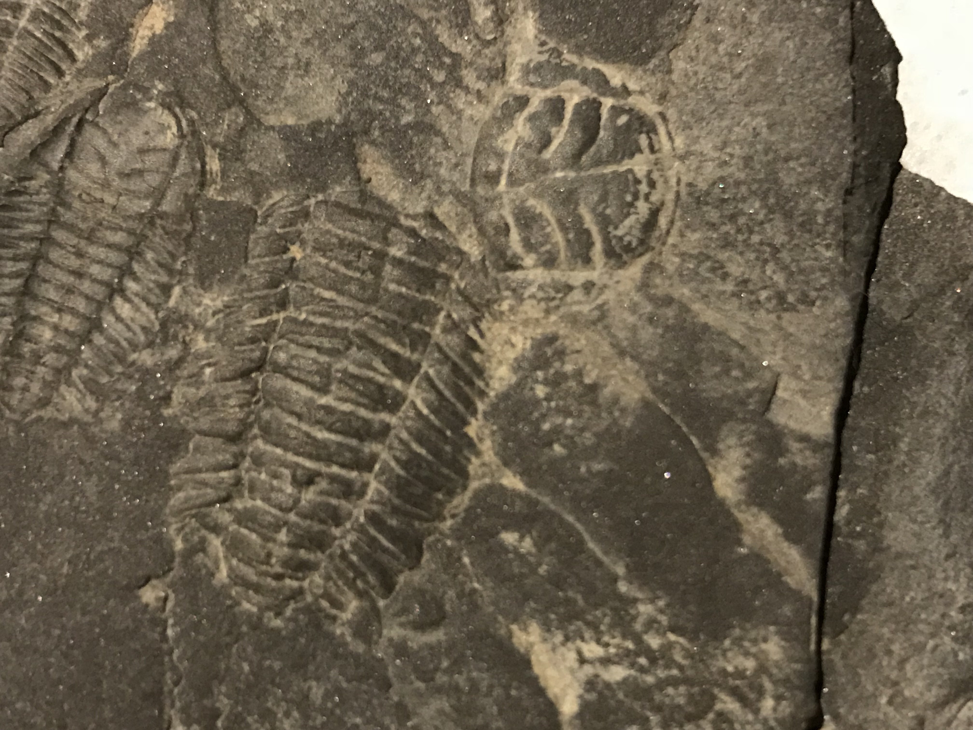 Triarthrus eatoni - Trilobites - The Fossil Forum