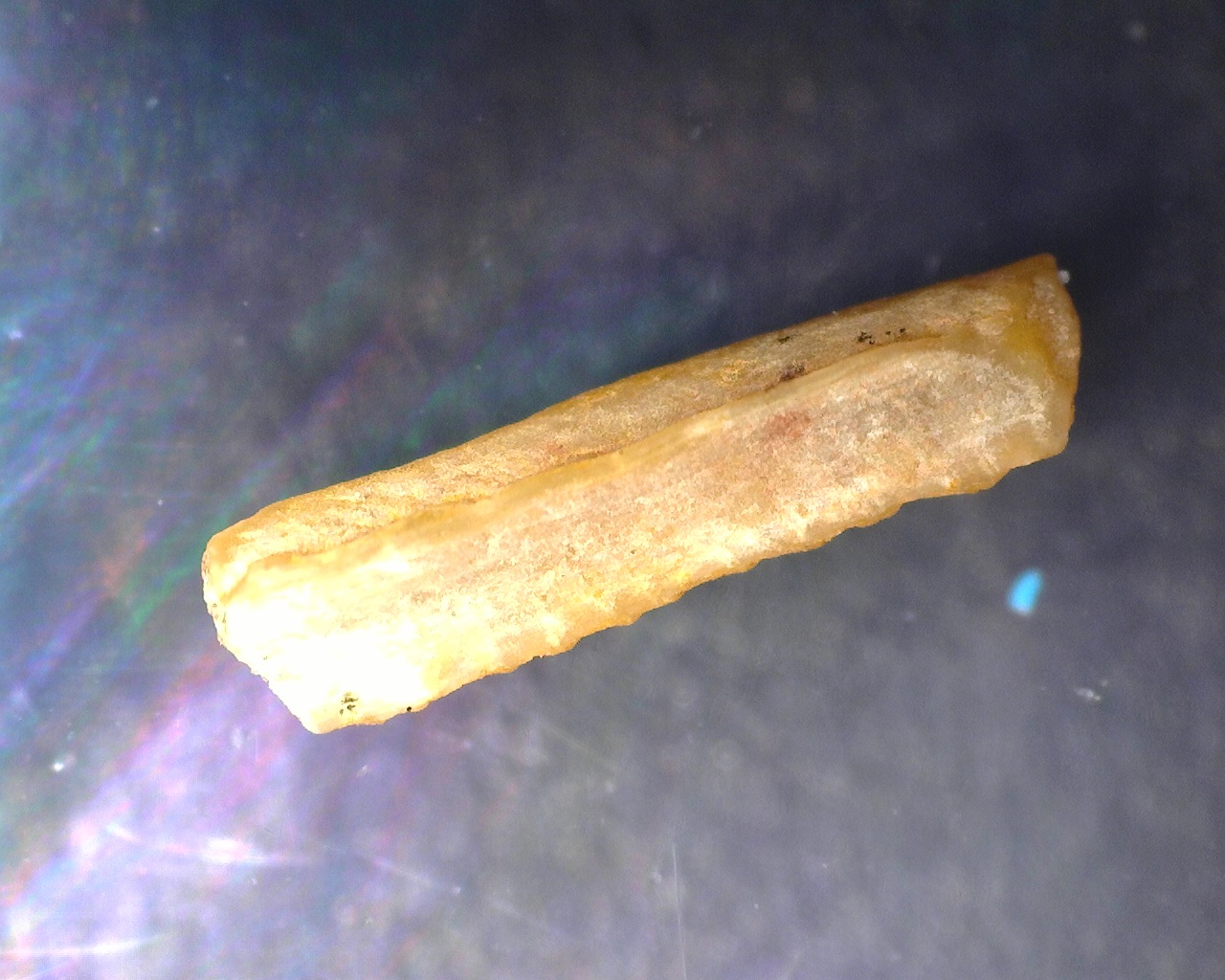 Micro fish teeth? - Fossil ID - The Fossil Forum