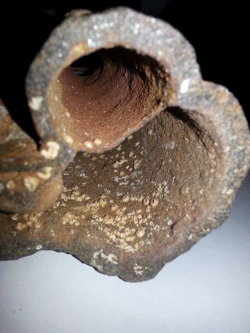 Large tube shaped fossil id help please - Fossil ID - The Fossil Forum