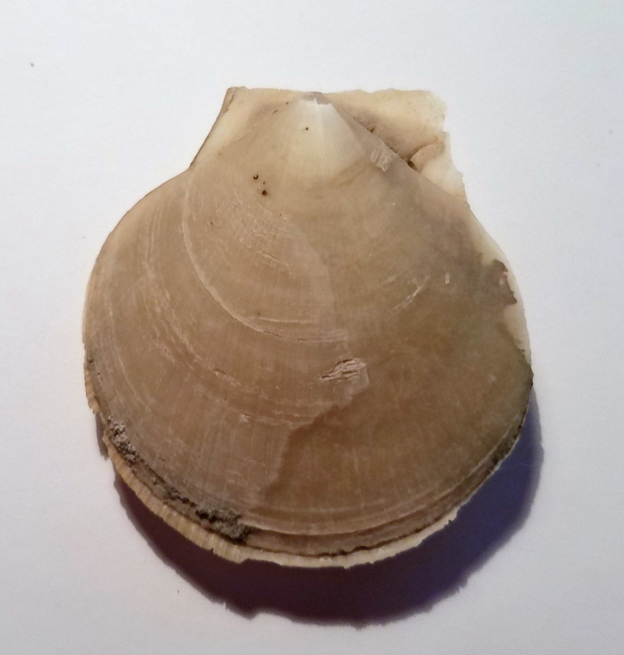 Chlamys decemnarius - Bivalves - The Fossil Forum