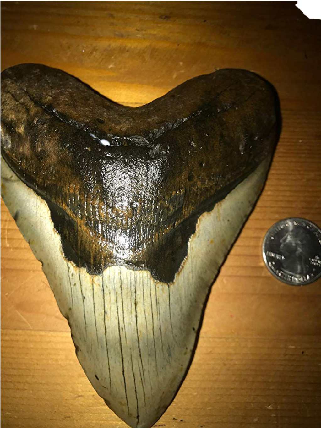 Is this Megalodon Tooth fake? - Is It Real? How to Recognize Fossil ...