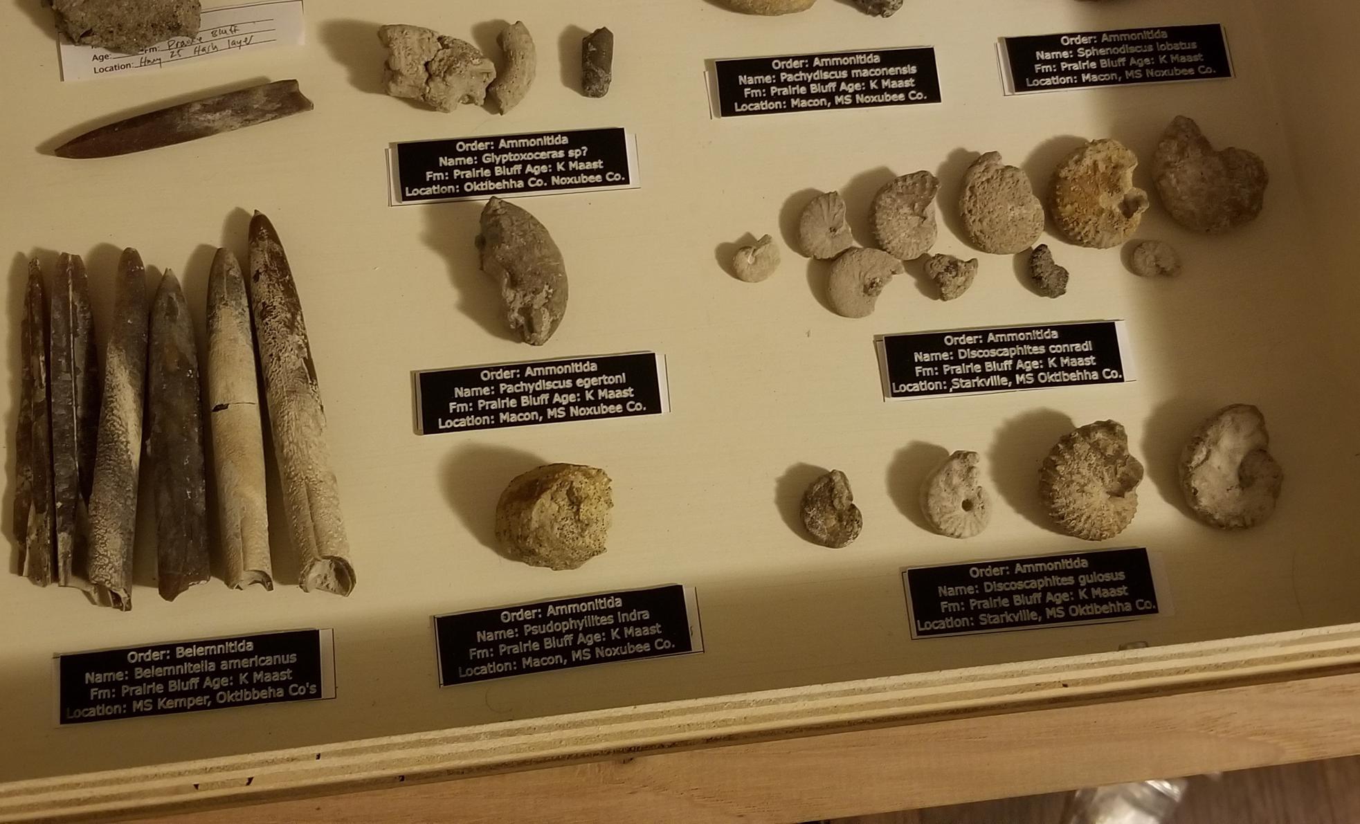 Organization and Labeling - Member Collections - The Fossil Forum