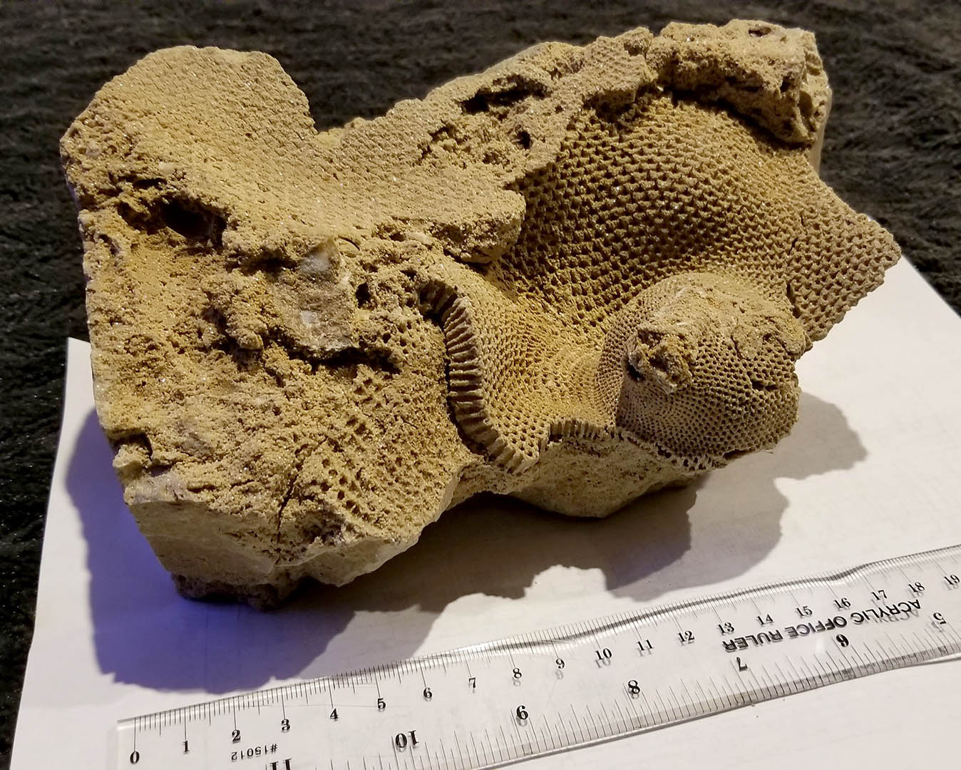 Ordovician nautiloid... and trilobite... and fisherites... - Fossil ID ...