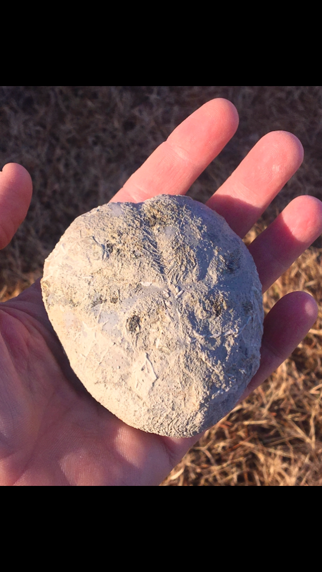 Hipster Macraster - Member Collections - The Fossil Forum