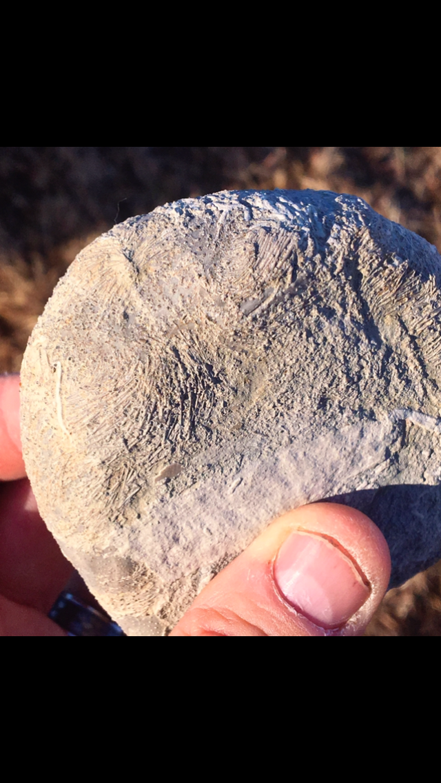 Hipster Macraster - Member Collections - The Fossil Forum