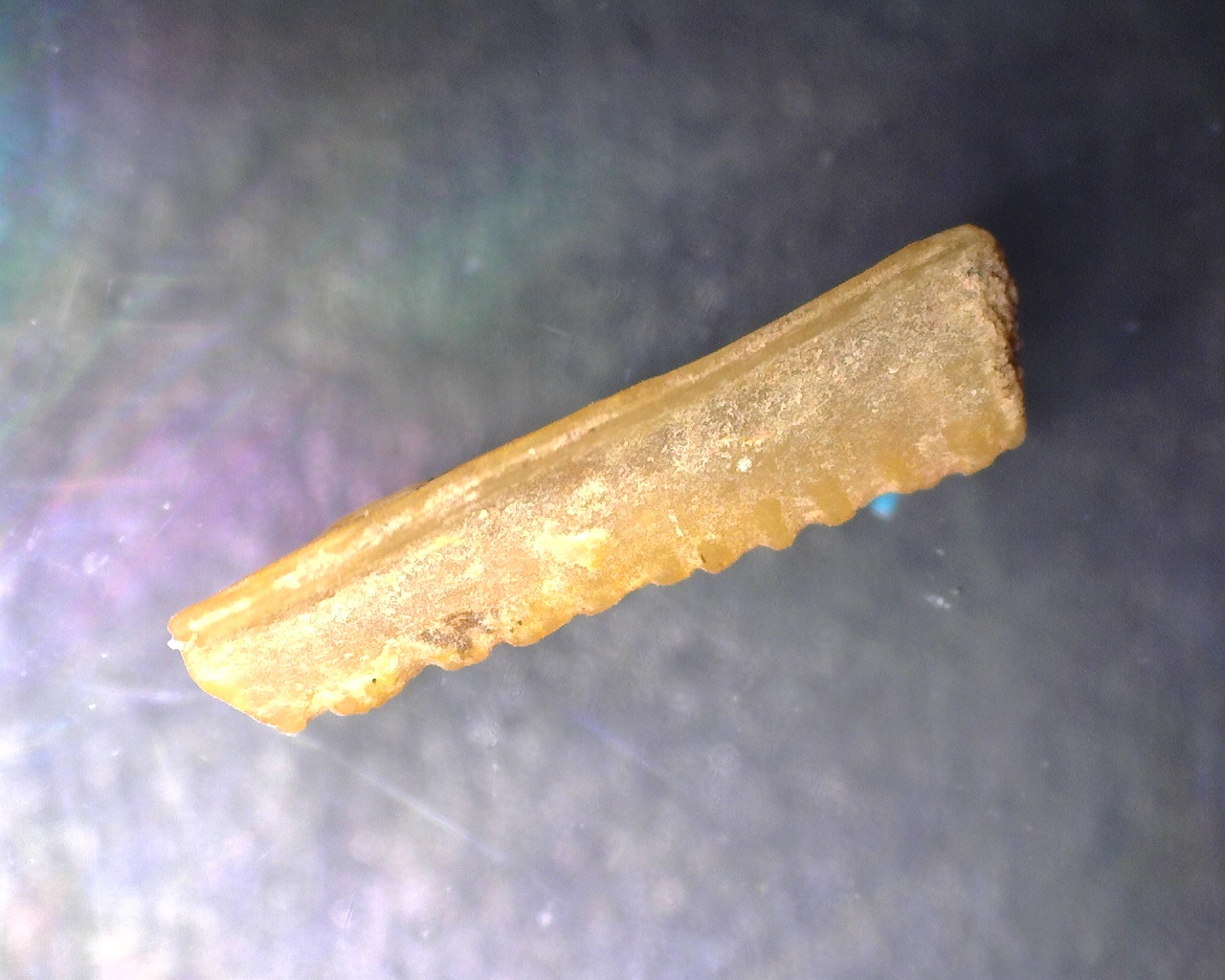 Micro fish teeth? - Fossil ID - The Fossil Forum