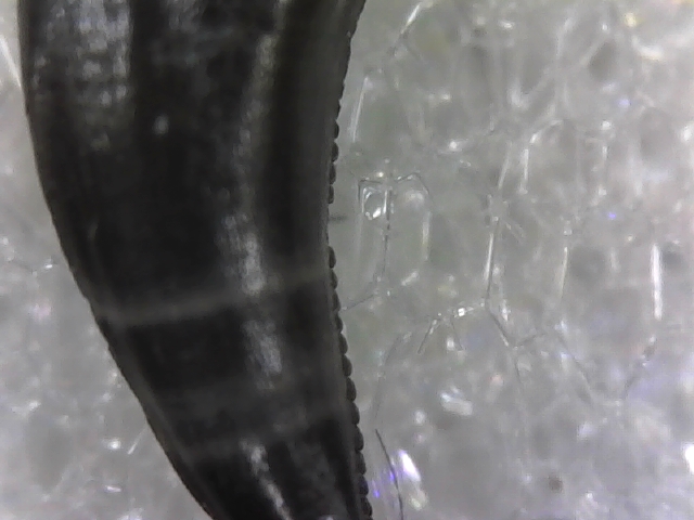 Added two more dromy teeth to the collection - Member Collections - The ...