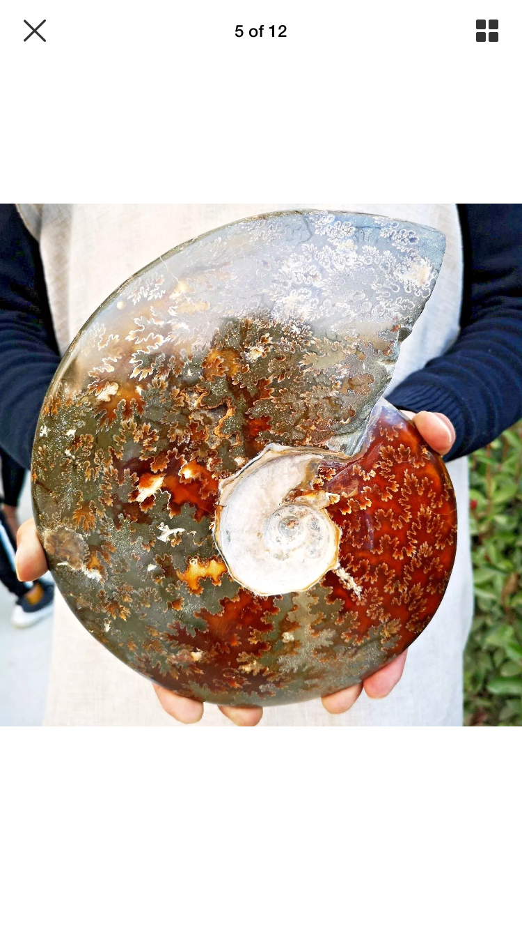 Ammonite with water under the shell? - Questions & Answers - The Fossil ...