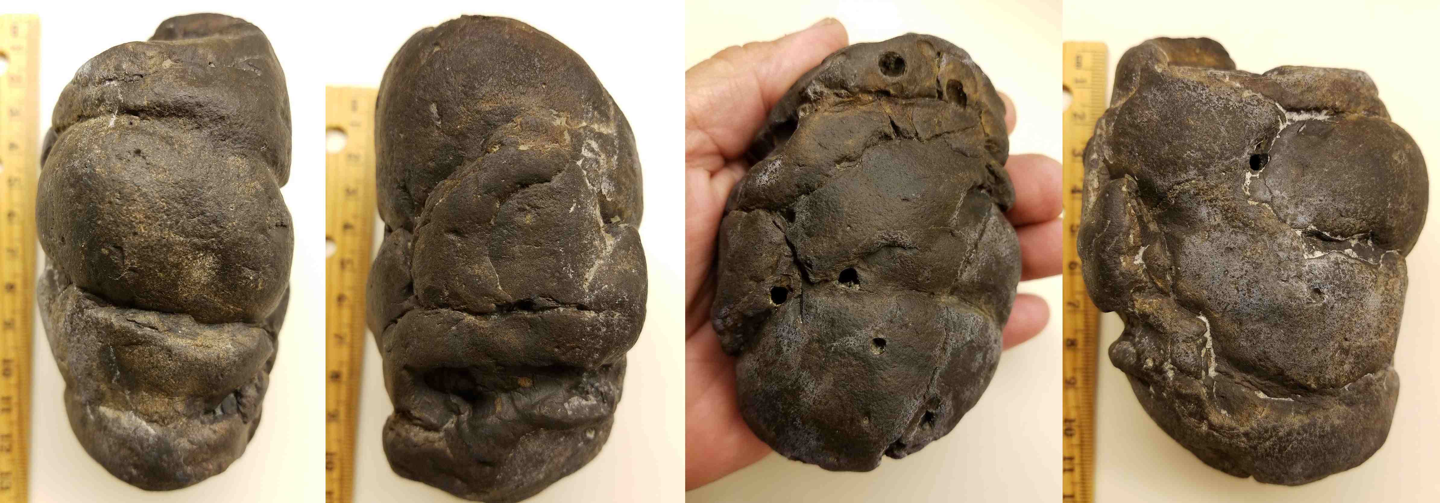 Coprolites From Florida - General Fossil Discussion - The Fossil Forum
