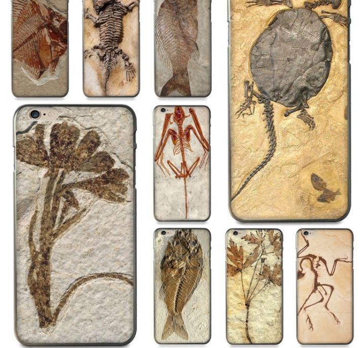 My very own and special Sparnodus Iphone case - General Fossil ...