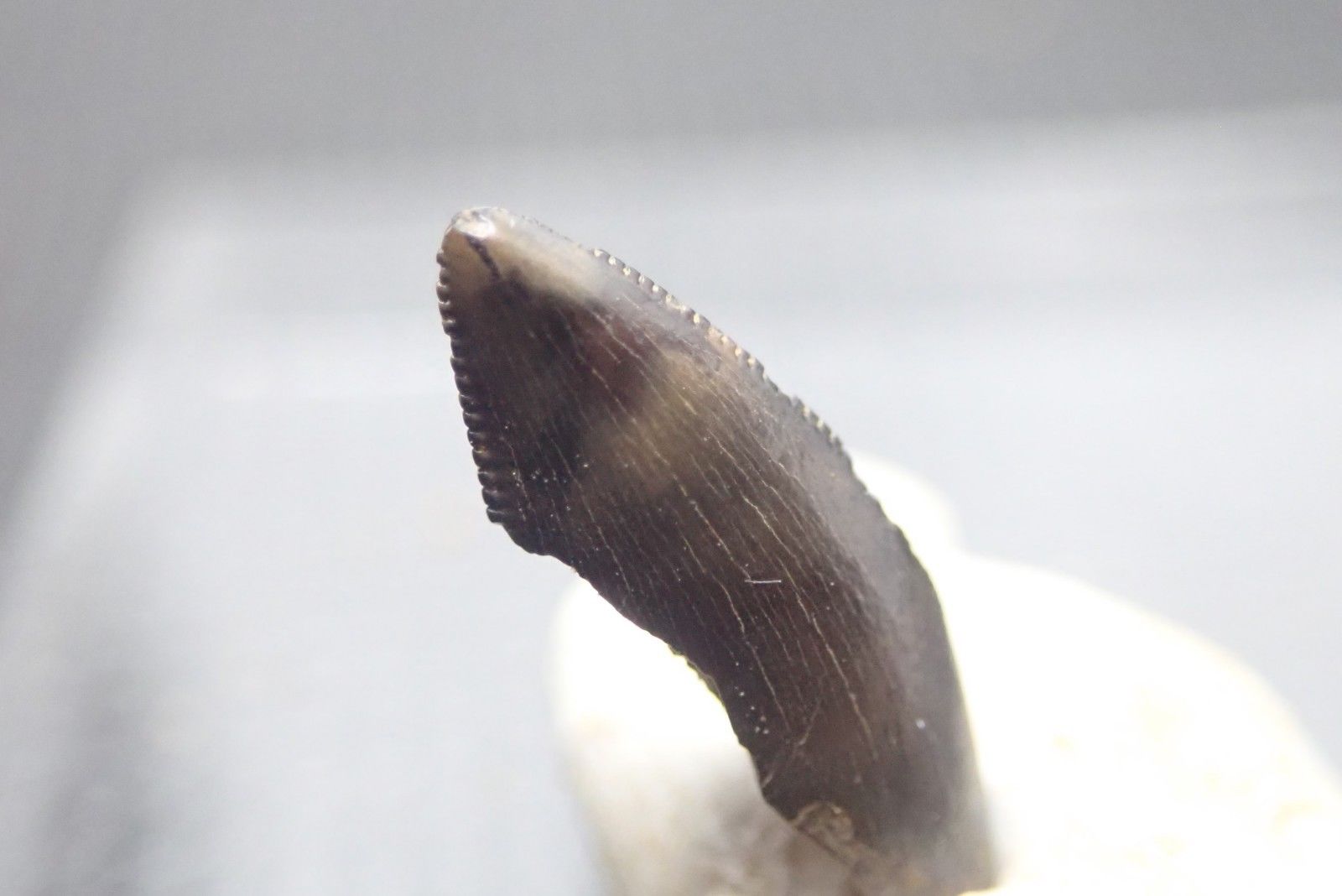 Dromaeosaur tooth of the Hell Creek Formation (Montana) - Fossil ID ...