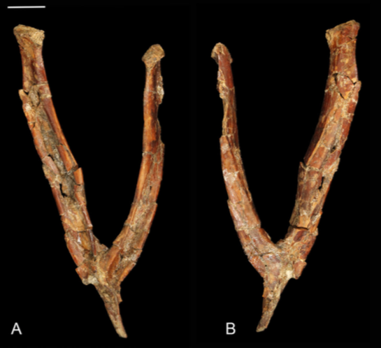 New bird from the Cretaceous of Utah - Fossil News - The Fossil Forum