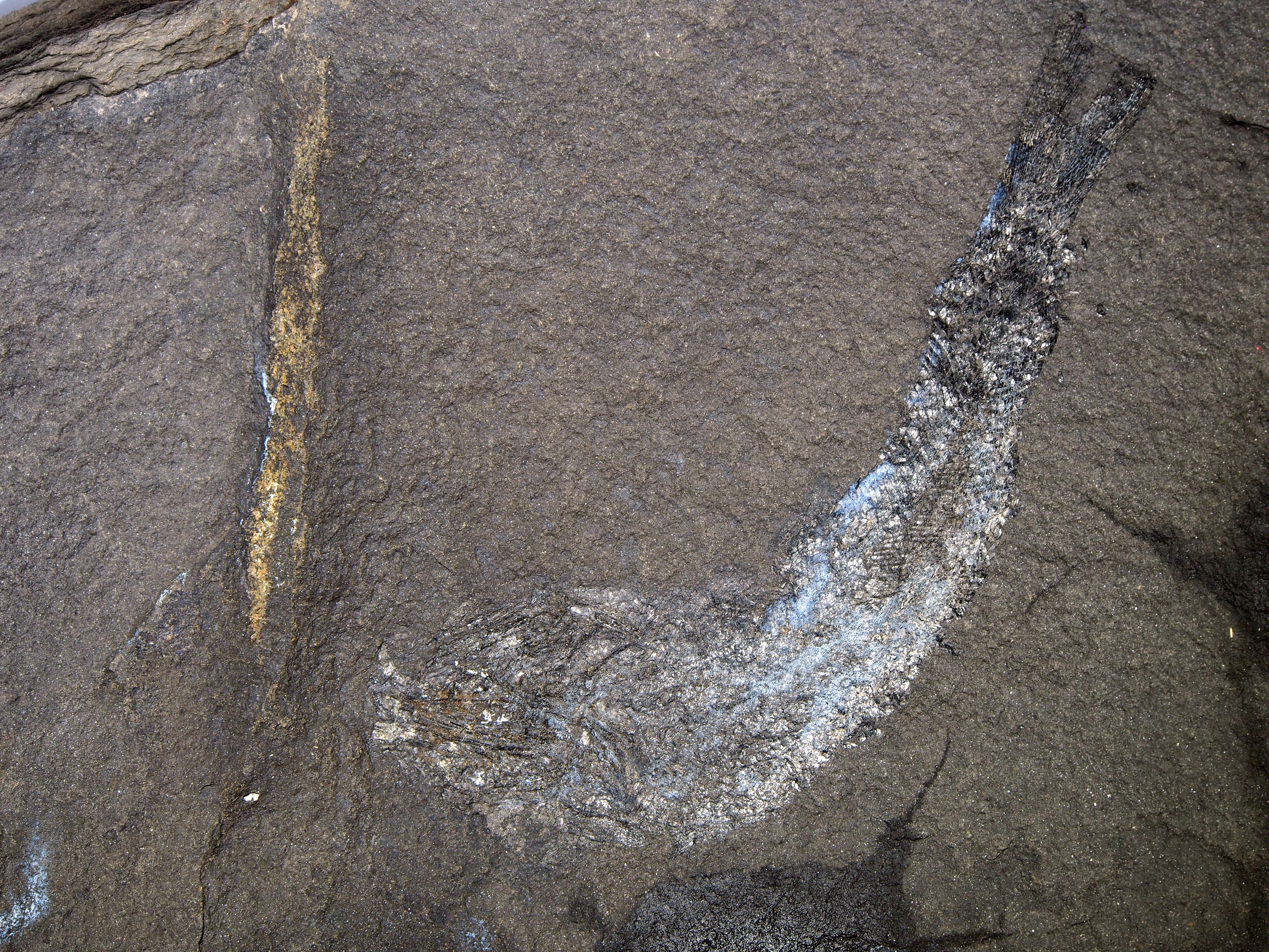 Palaeoniscum freieslebeni Blainville, 1818 - Fishes - The Fossil Forum