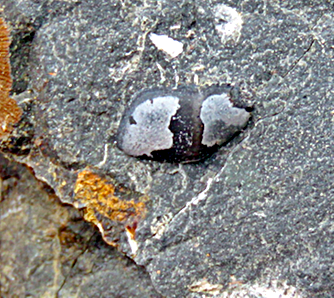 Fish Tooth? - Fossil ID - The Fossil Forum