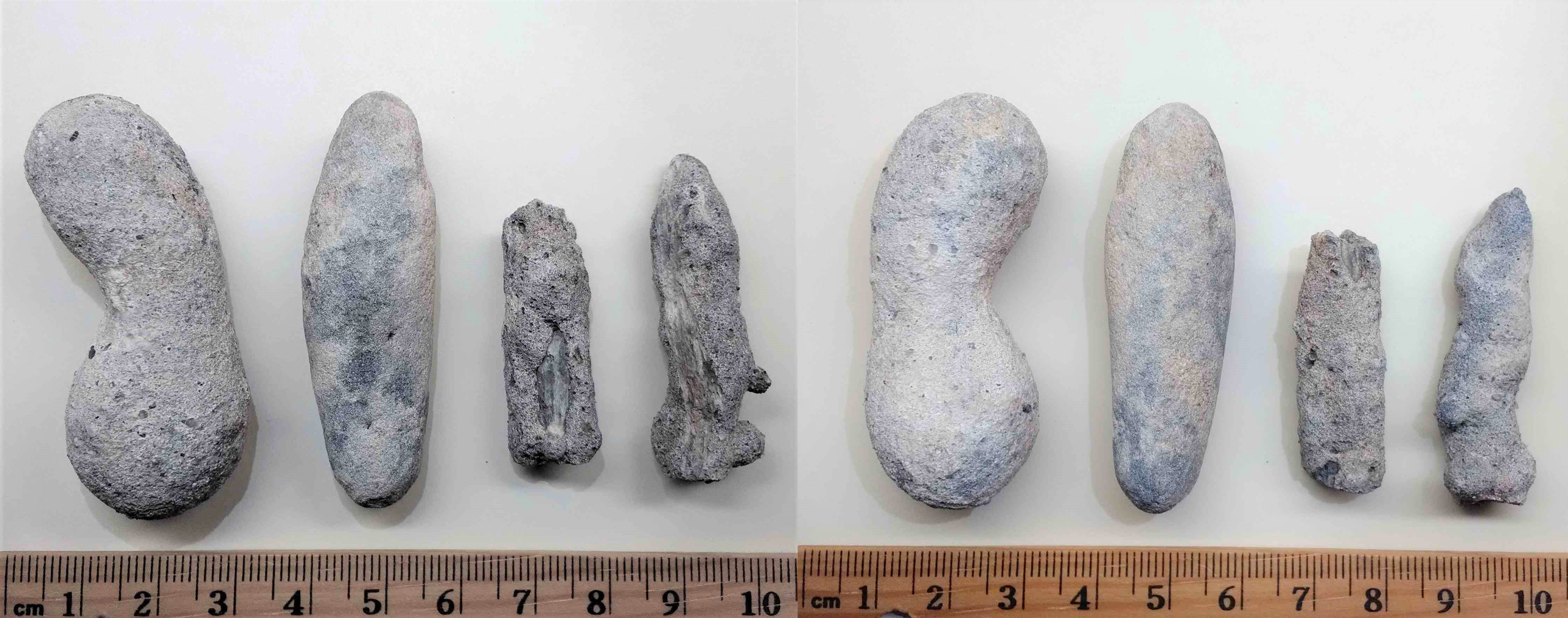 Coprolites From Florida - General Fossil Discussion - The Fossil Forum