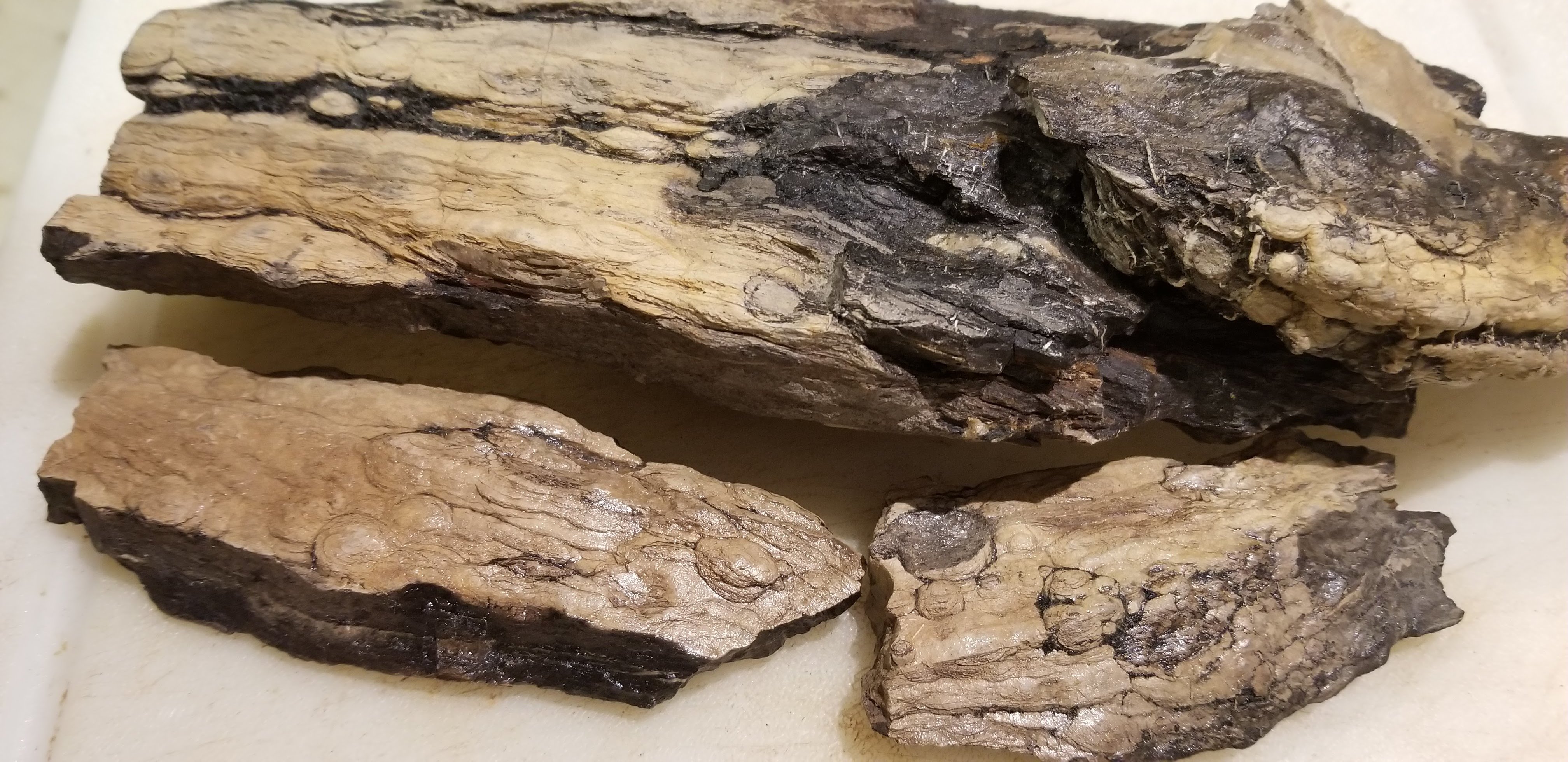 What type Pennsylvanian tree bark is this? - Fossil ID - The Fossil Forum