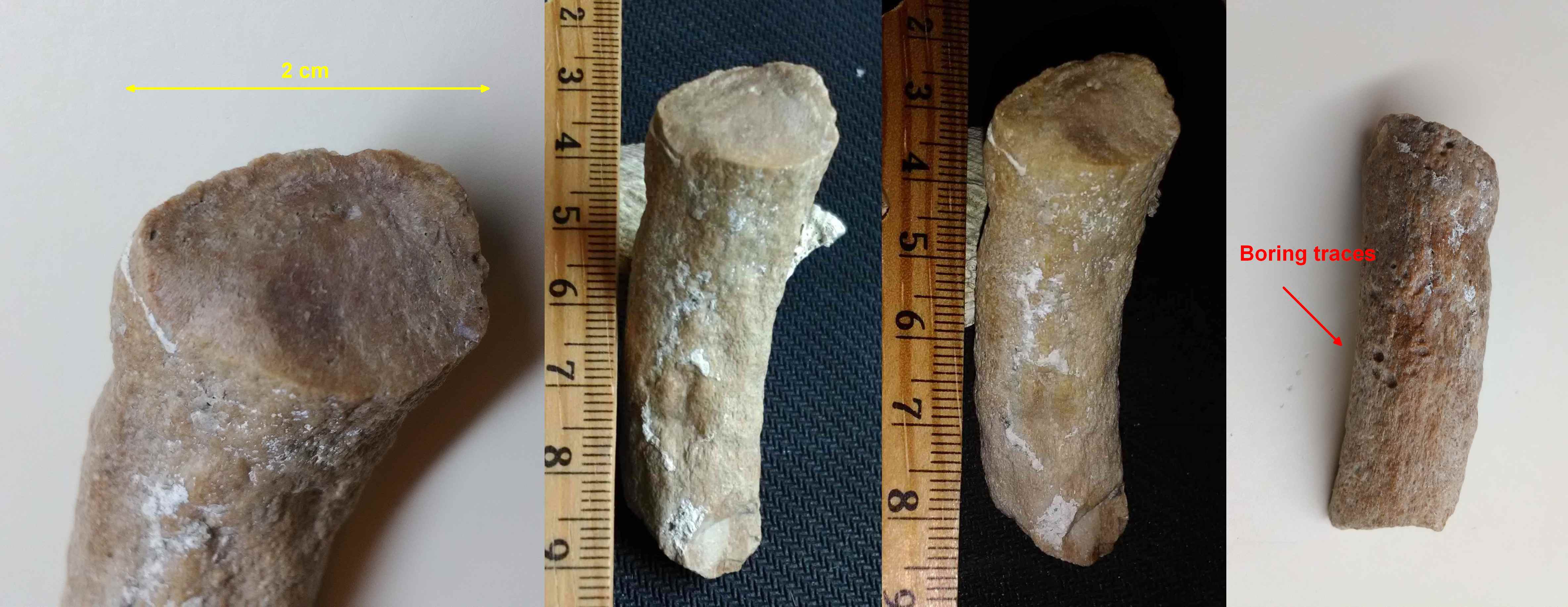 Central Florida found in roadbed construction limestone - Fossil ID ...
