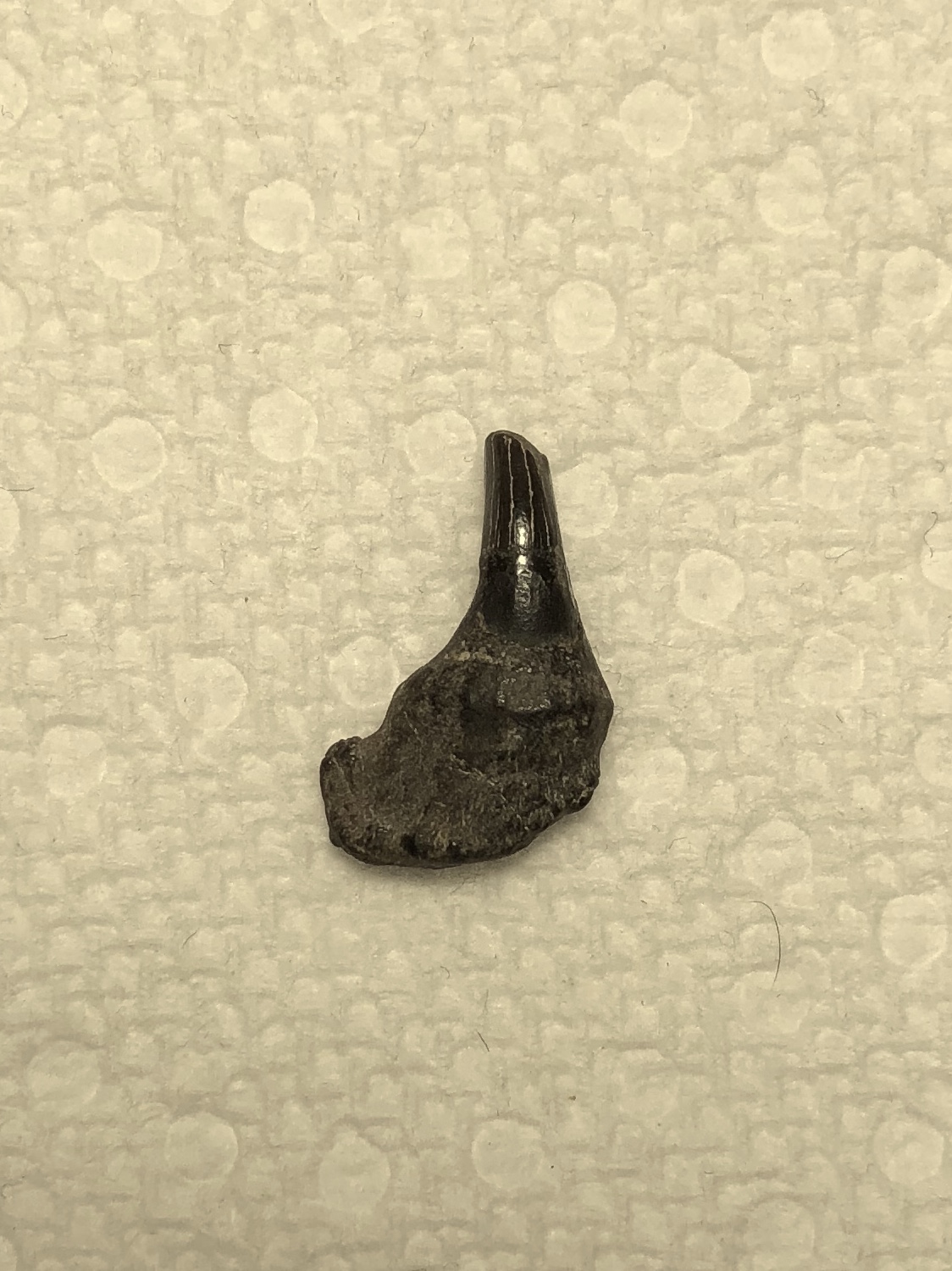 Unusual Miocene Odontocete Tooth - Fossil ID - The Fossil Forum