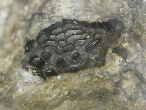 Eriptychiid agnathans from Baltic?? - General Fossil Discussion - The ...