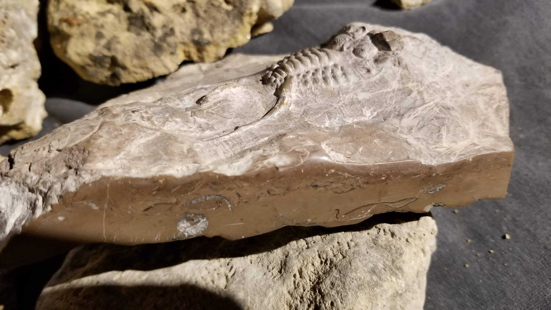 Ordovician nautiloid... and trilobite... and fisherites... - Fossil ID ...
