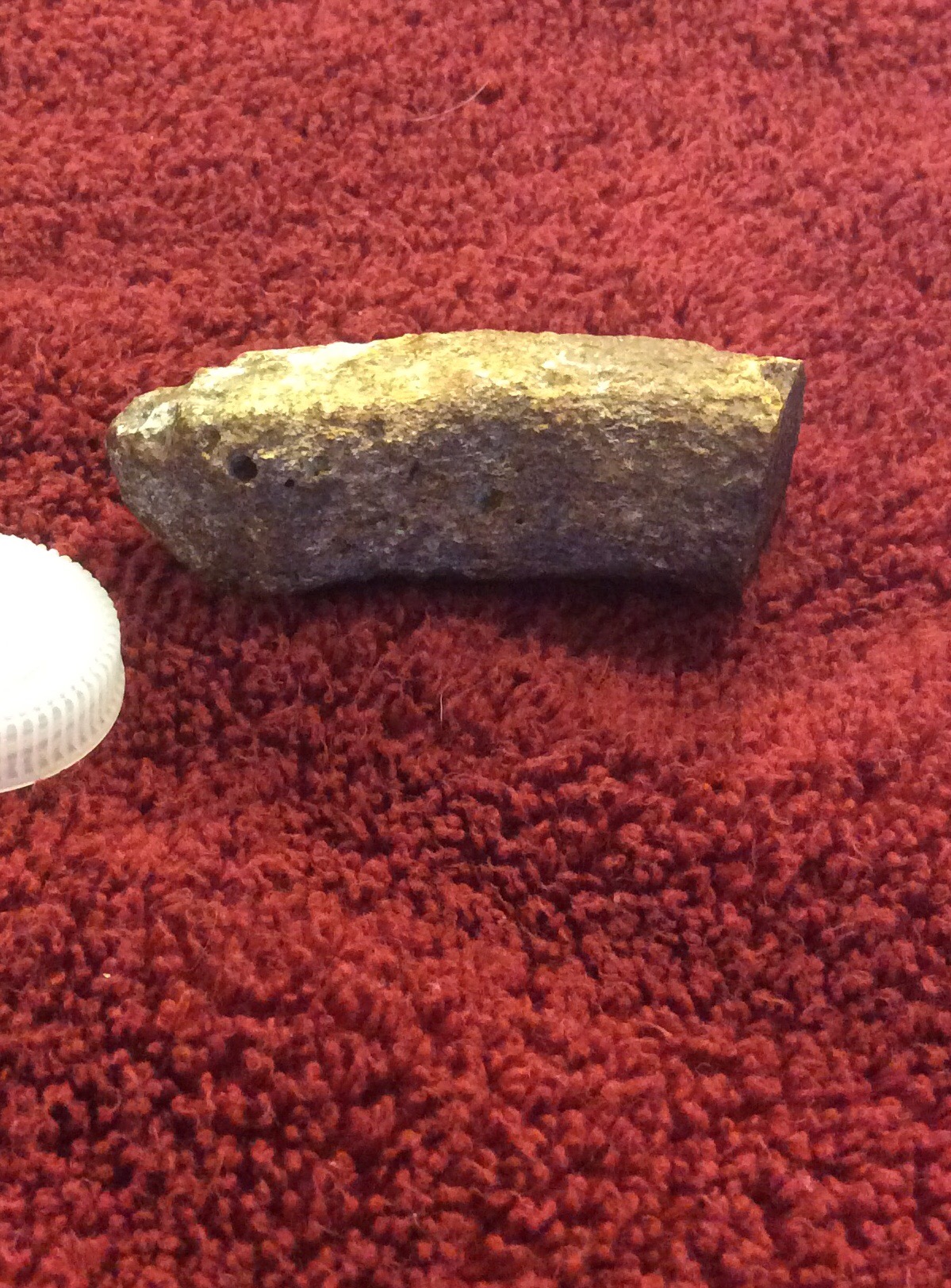 Central Florida found in roadbed construction limestone - Fossil ID ...