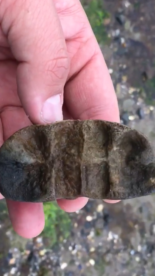 Bone found on beach - Fossil ID - The Fossil Forum