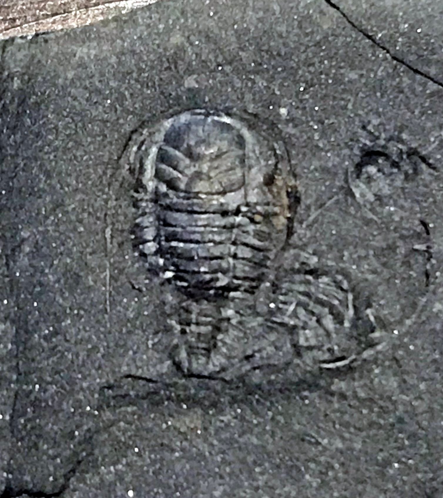 Triarthrus rougensis - Trilobites - The Fossil Forum