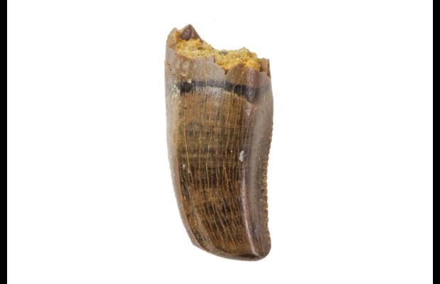 T Rex? Please Identify This Tooth - Fossil ID - The Fossil Forum
