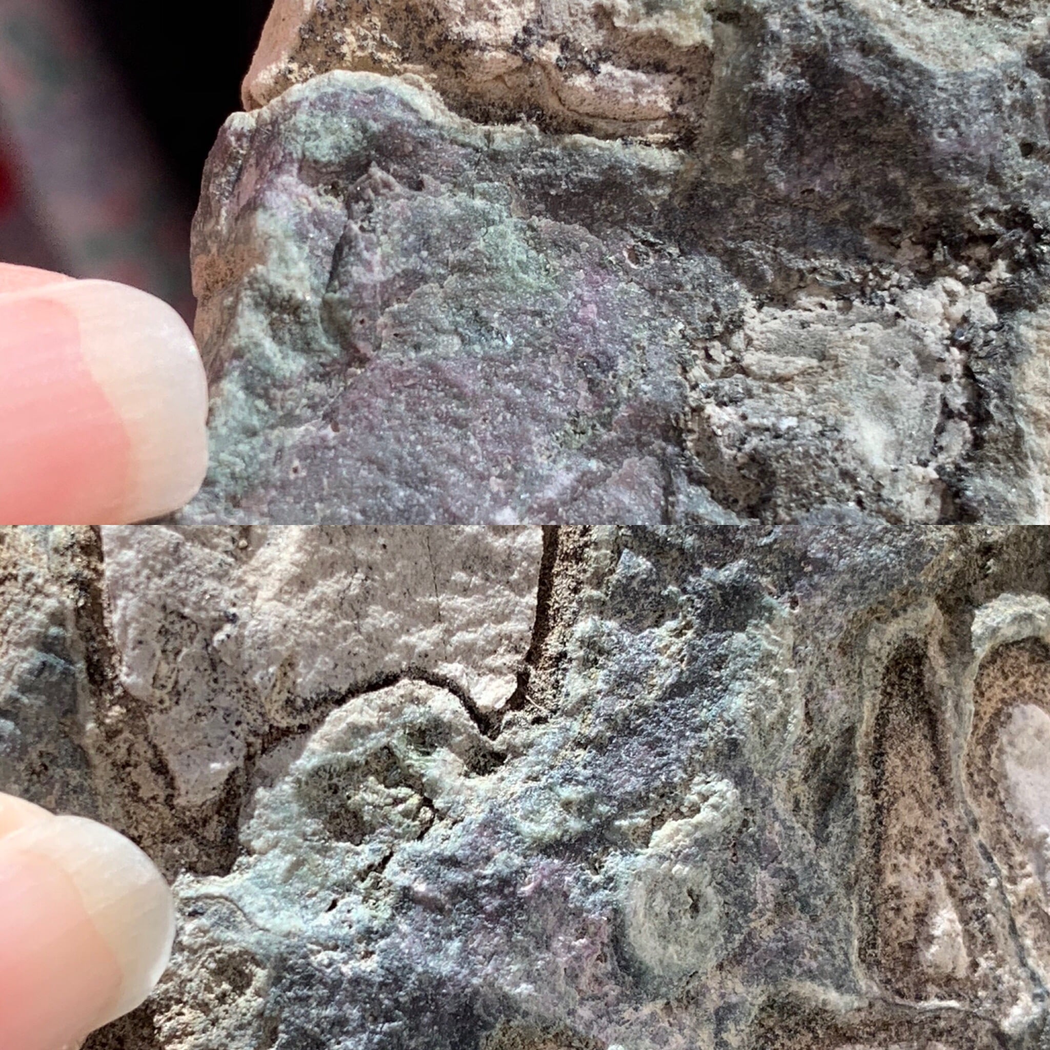 Gorgeous Complex Rock/Minerals Containing Microscopic Fossils - Rocks ...