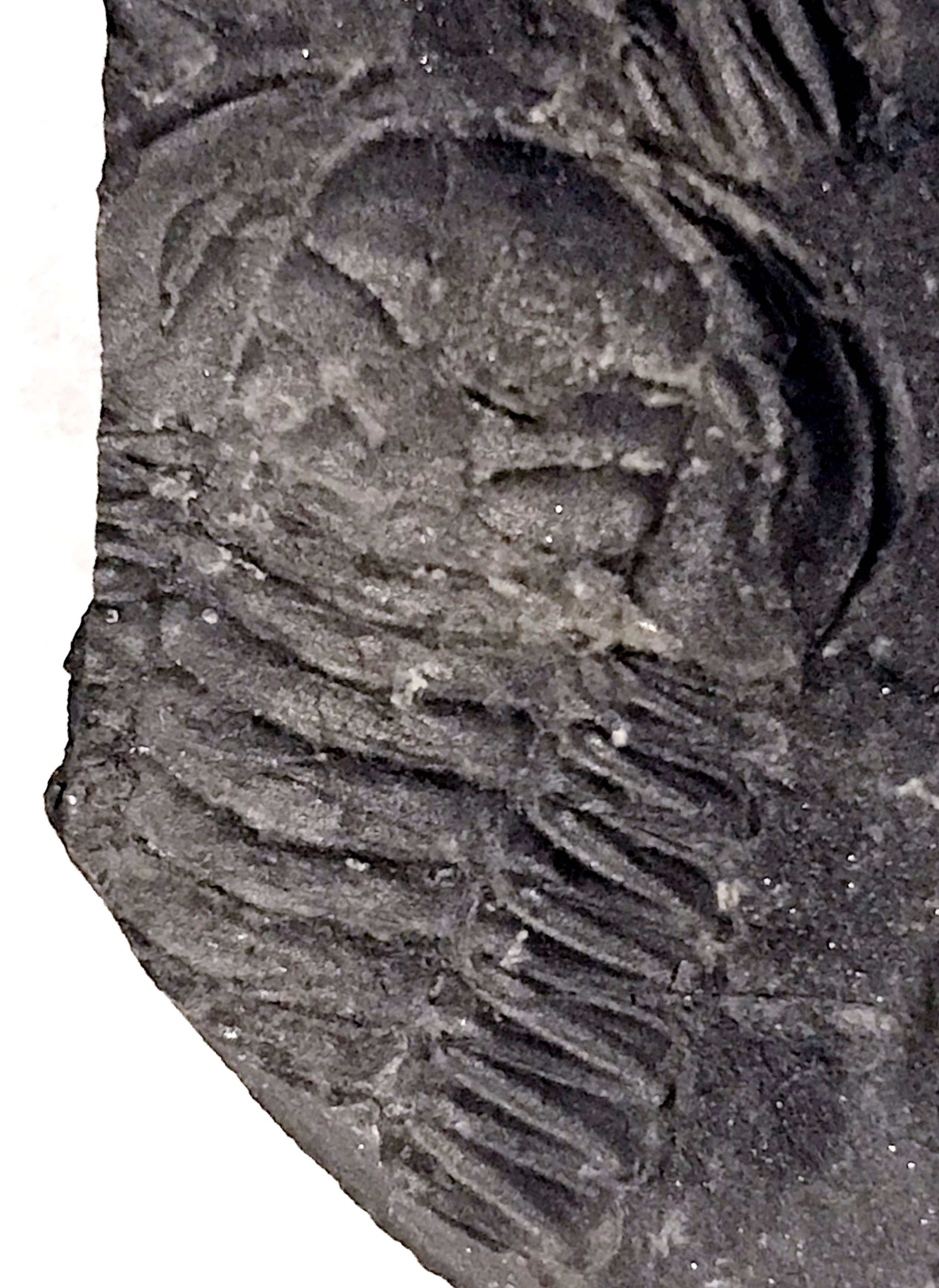 Triarthrus eatoni - Trilobites - The Fossil Forum