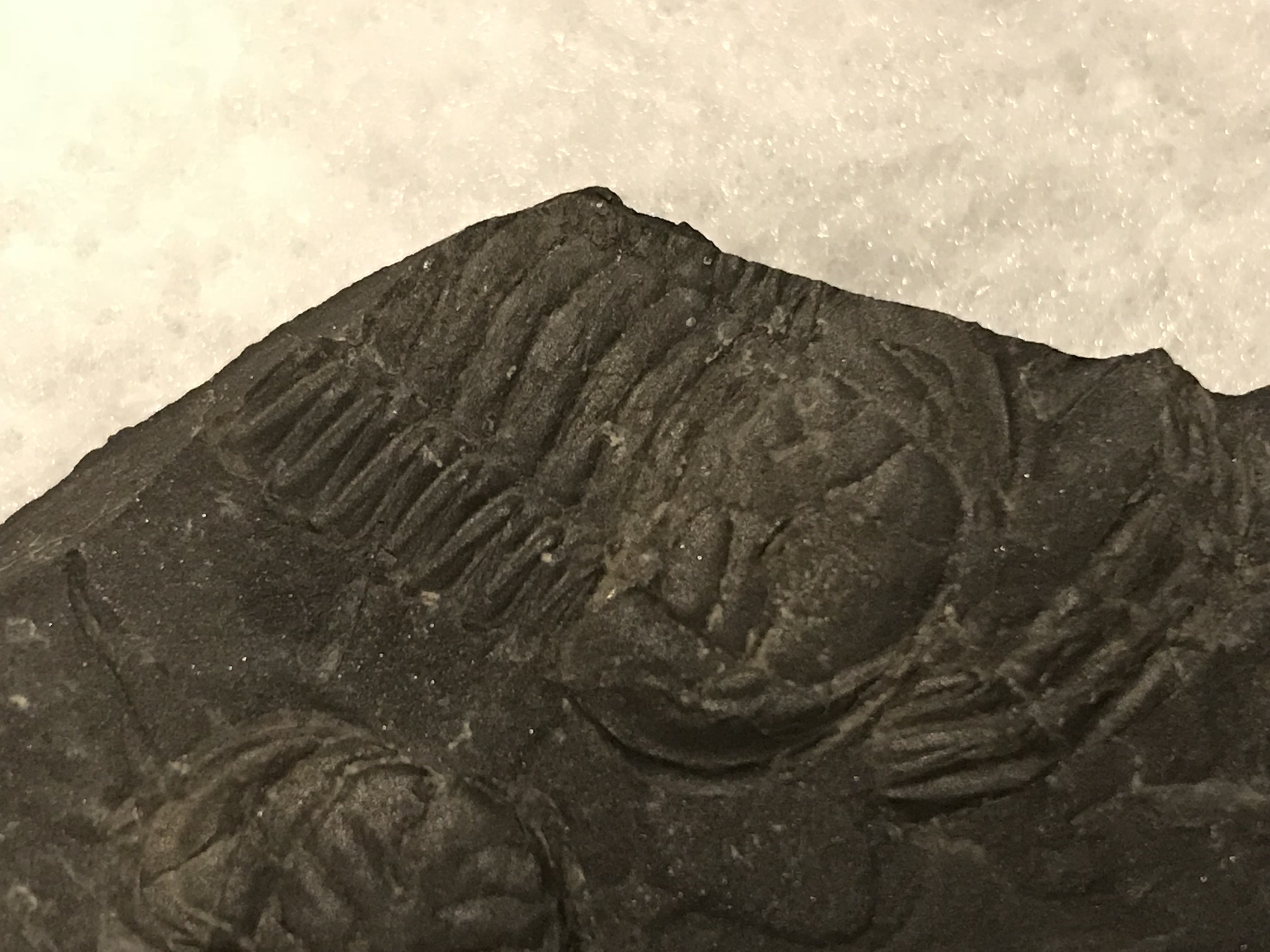 Triarthrus eatoni - Trilobites - The Fossil Forum