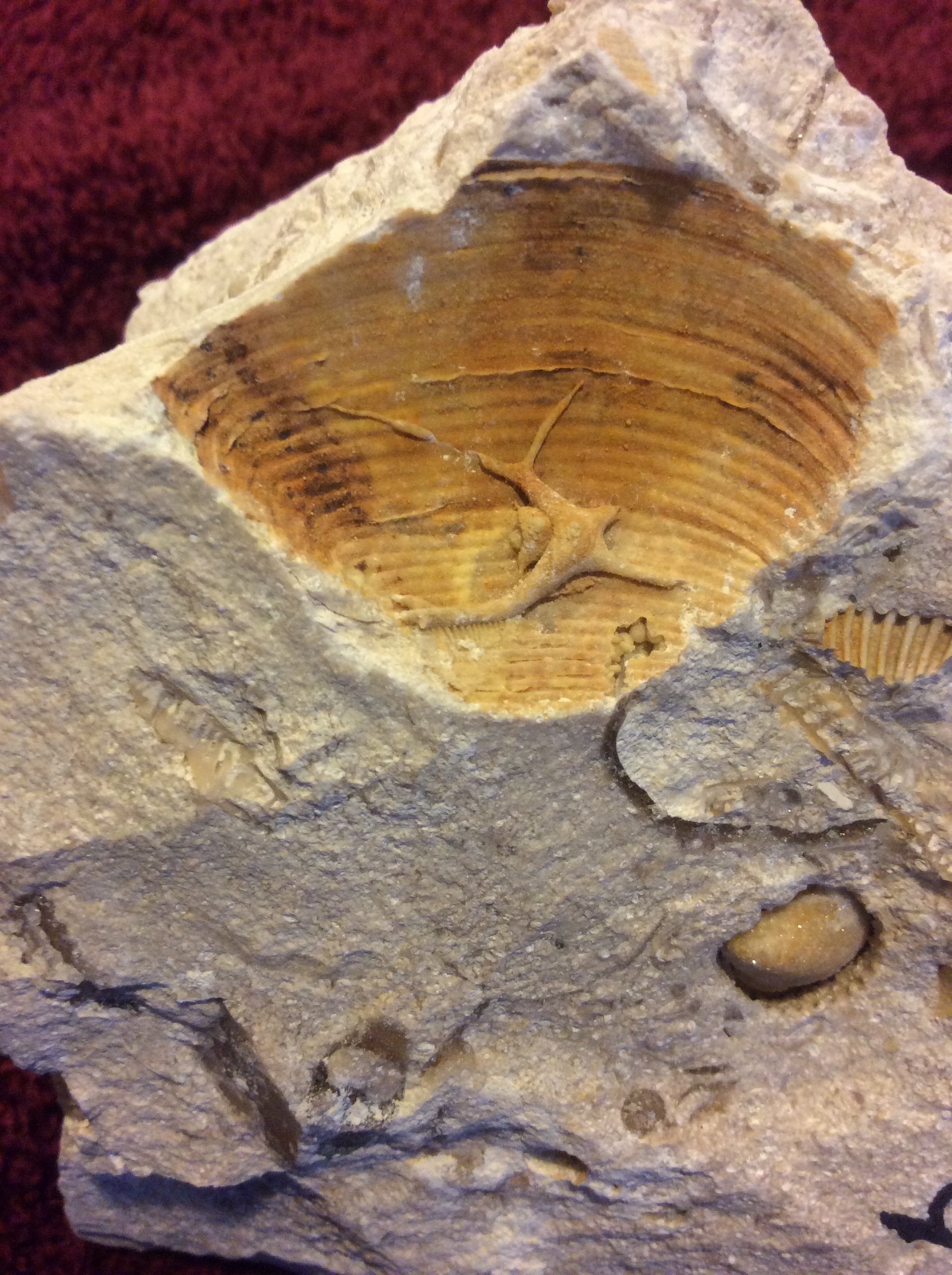Central Florida found in roadbed construction limestone - Fossil ID ...