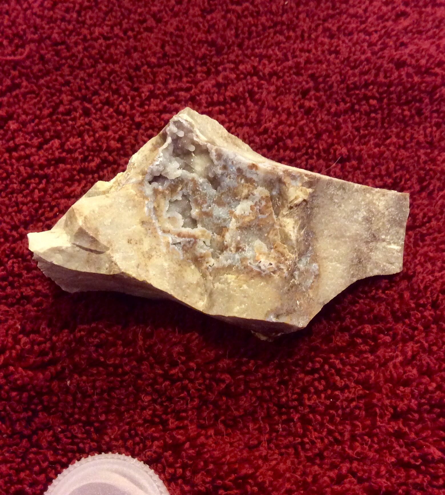 Central Florida found in roadbed construction limestone - Fossil ID ...