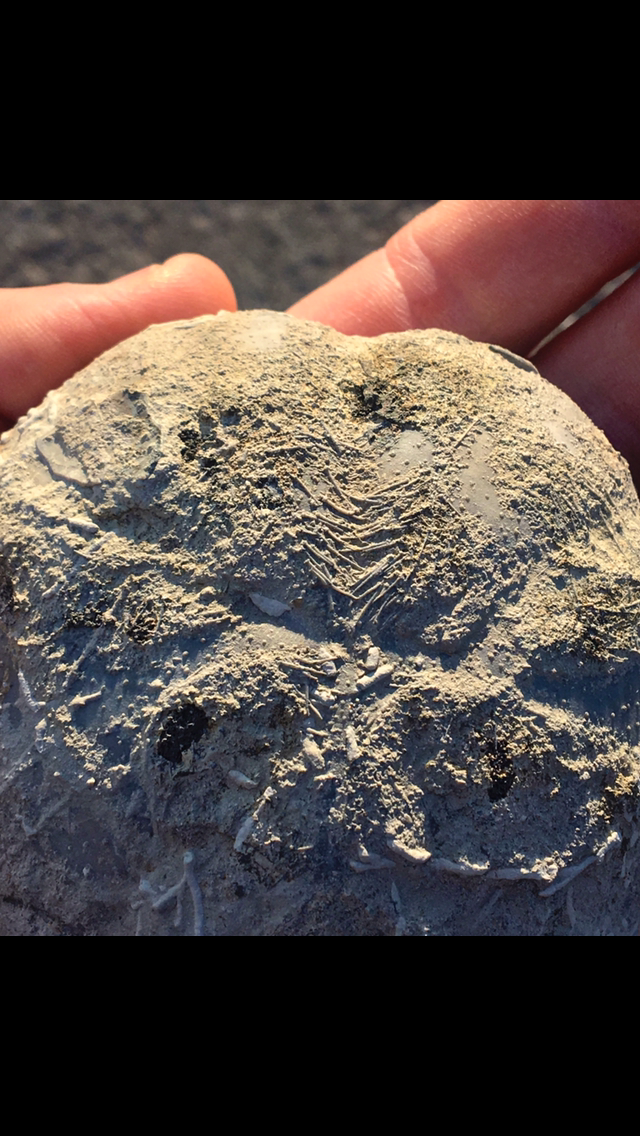 Hipster Macraster - Member Collections - The Fossil Forum