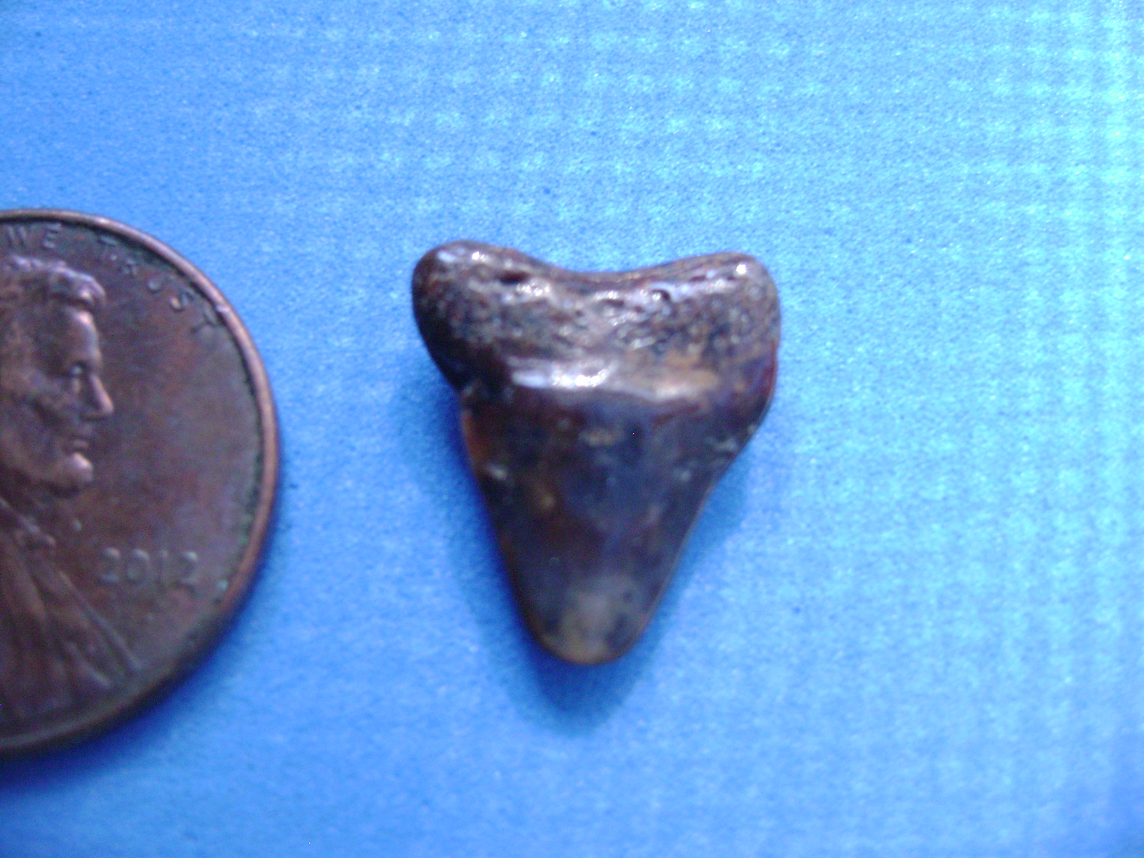 Is this a Baby Megalodon Tooth? - Fossil ID - The Fossil Forum