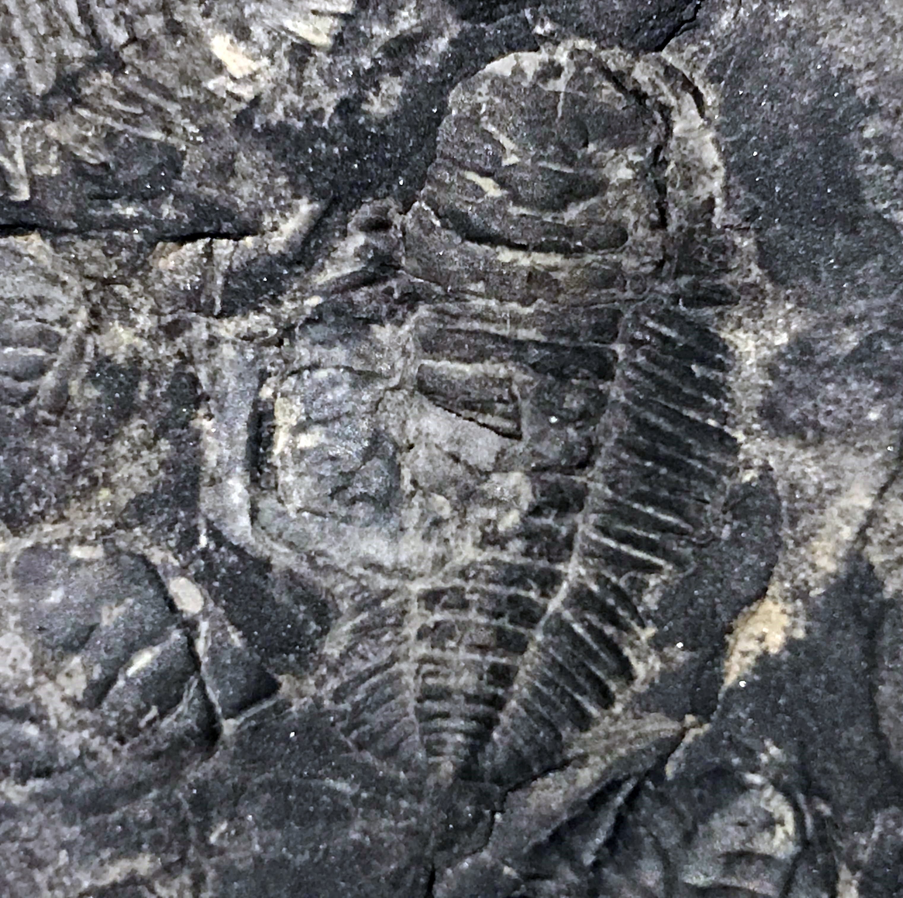 Triarthrus eatoni - Trilobites - The Fossil Forum
