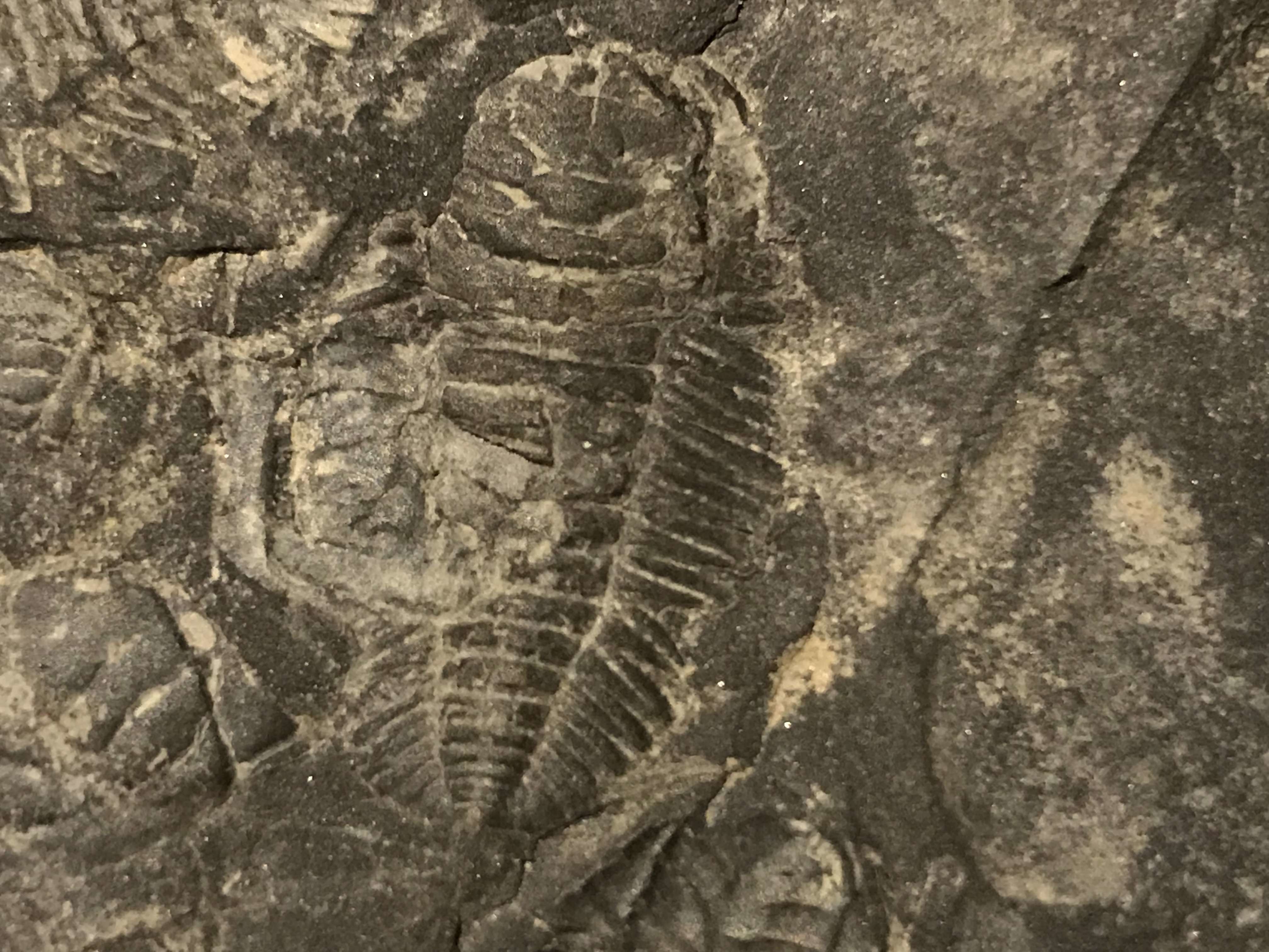 Triarthrus eatoni - Trilobites - The Fossil Forum