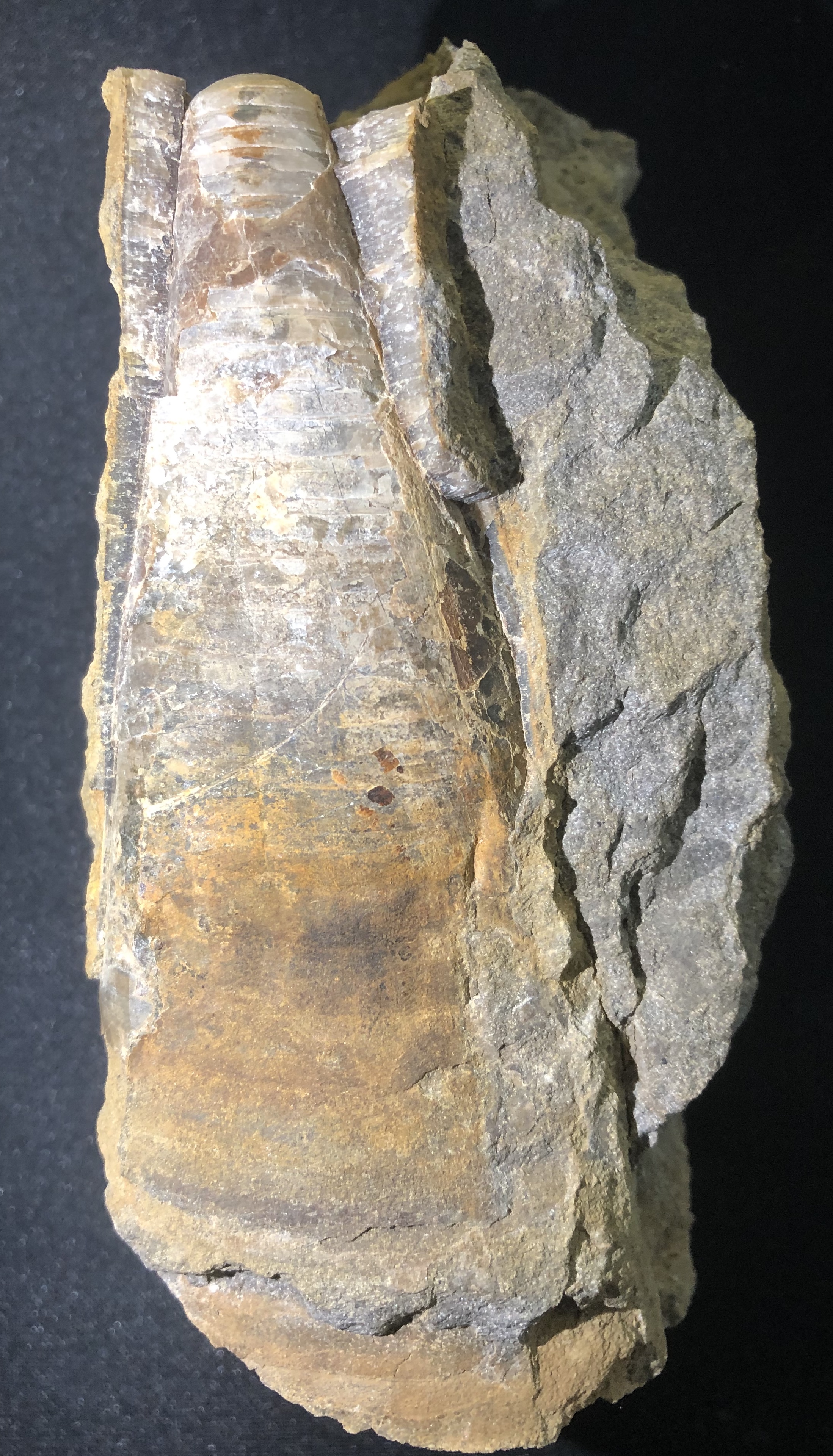 Need help identifying a oddly shaped fossil - Fossil ID - The Fossil Forum