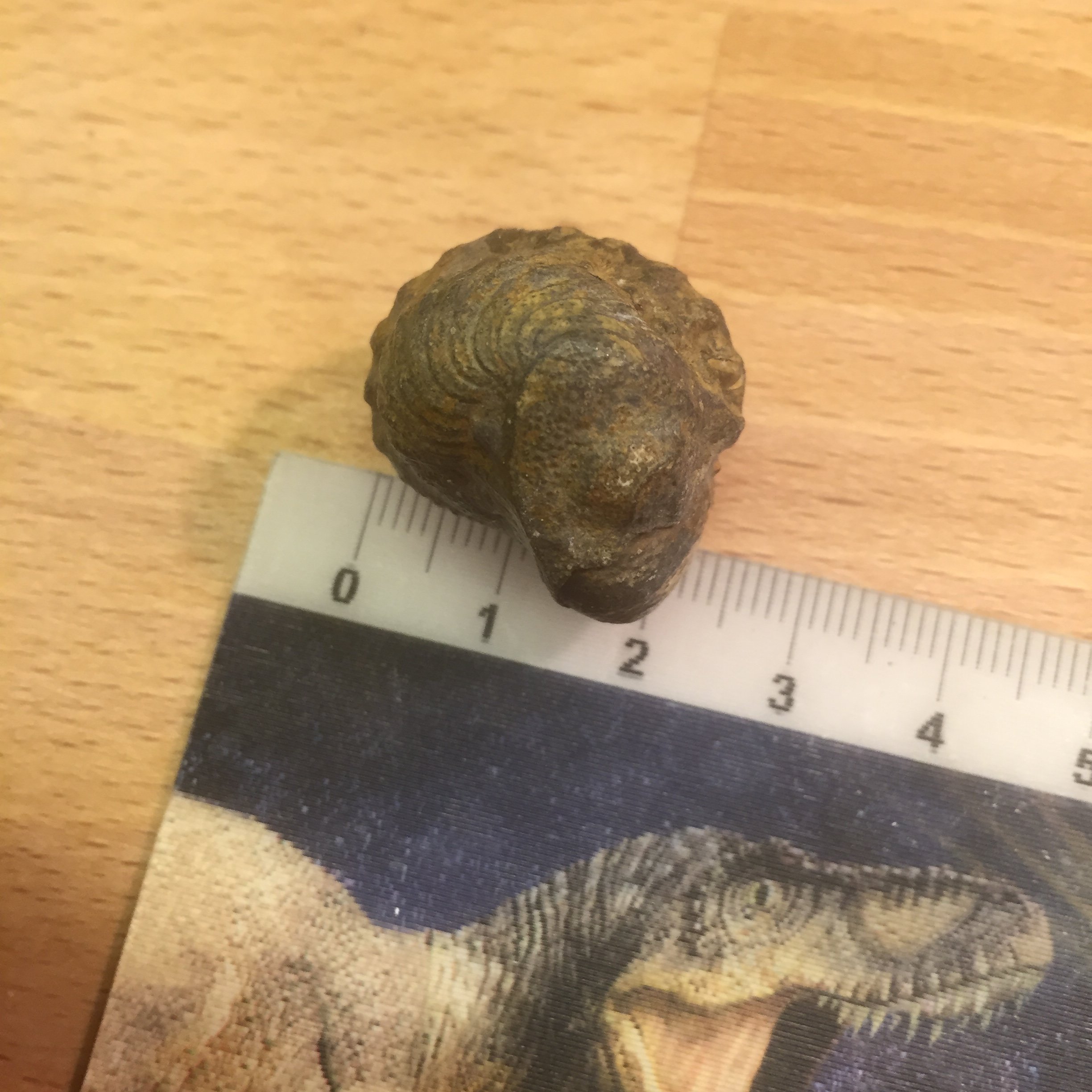 Trilobite from Tunisia - Fossil ID - The Fossil Forum
