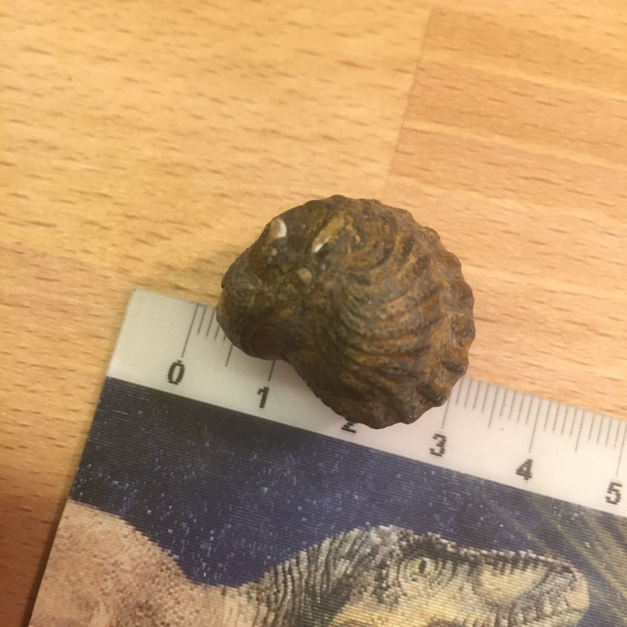 Trilobite from Tunisia - Fossil ID - The Fossil Forum