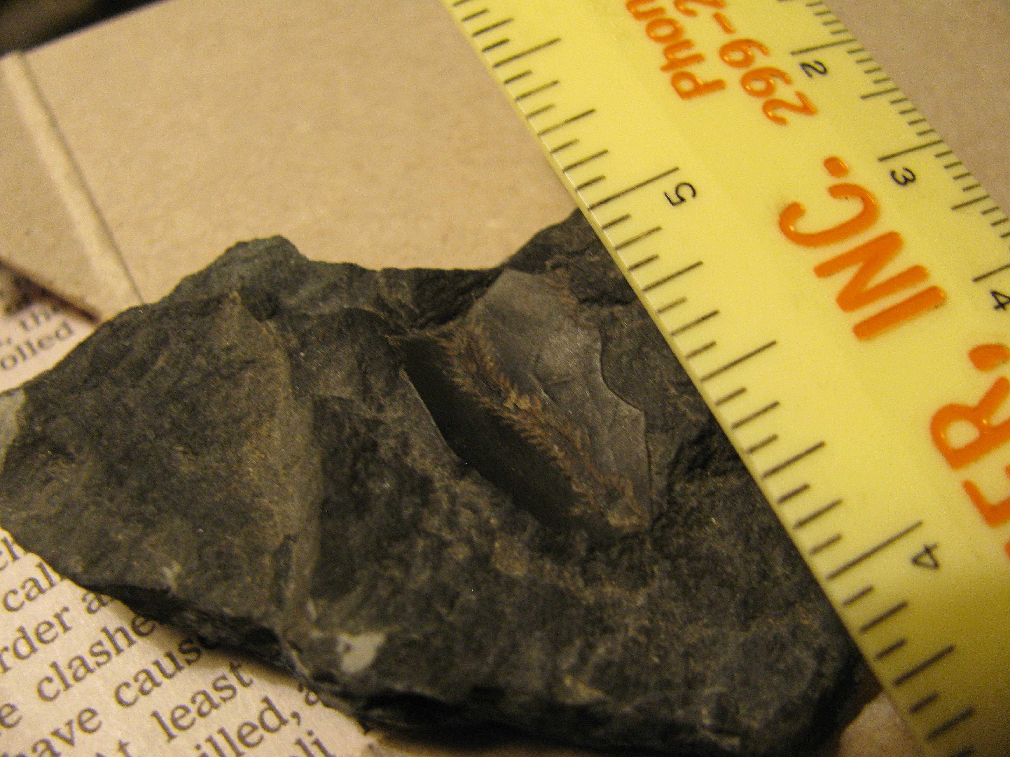 One or two fossils? - Fossil ID - The Fossil Forum