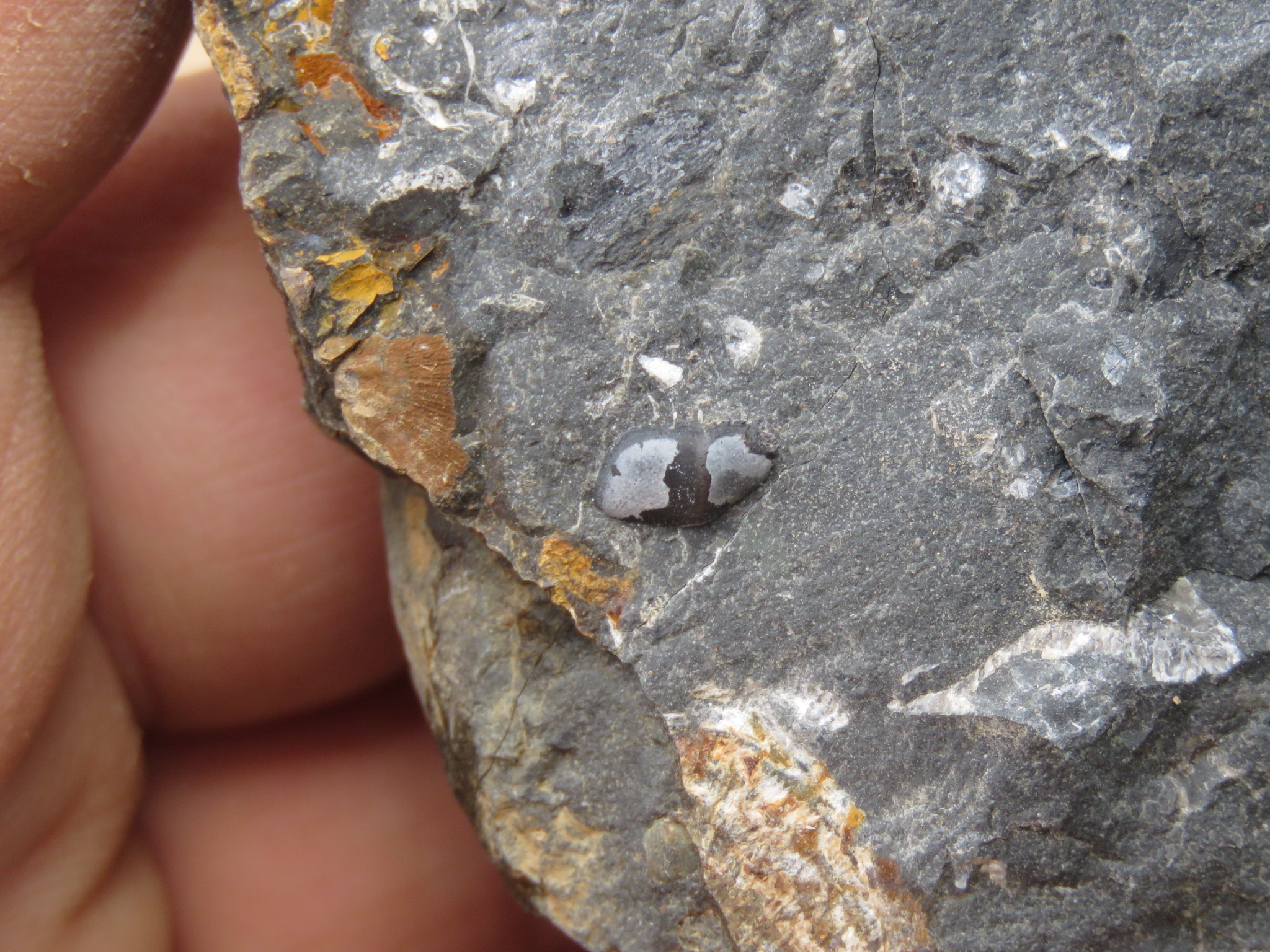 Fish Tooth? - Fossil ID - The Fossil Forum