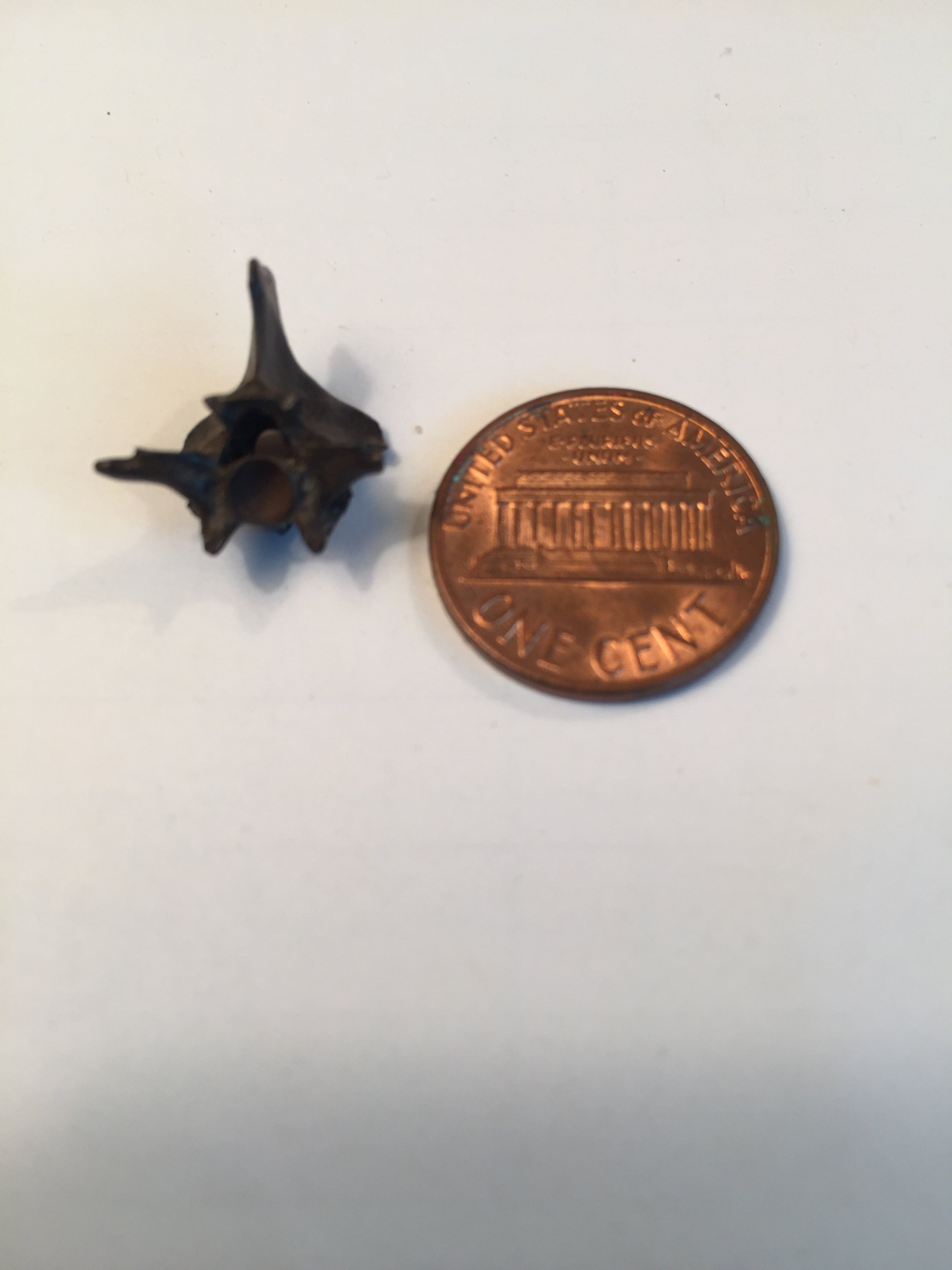 Snake Vertebra? - Fossil ID - The Fossil Forum