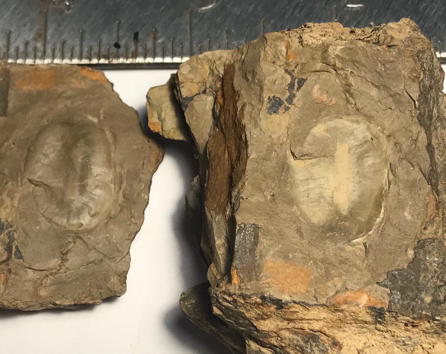 Seed Fossil? - Fossil ID - The Fossil Forum