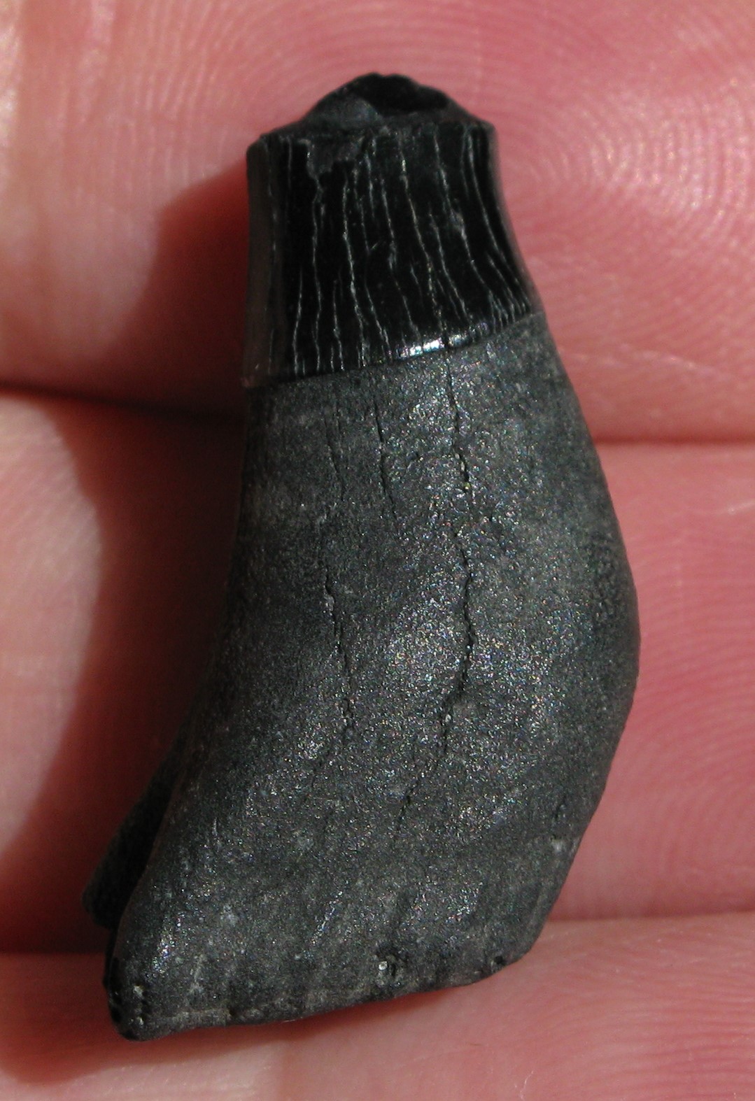 North Myrtle Beach tooth? - Fossil ID - The Fossil Forum