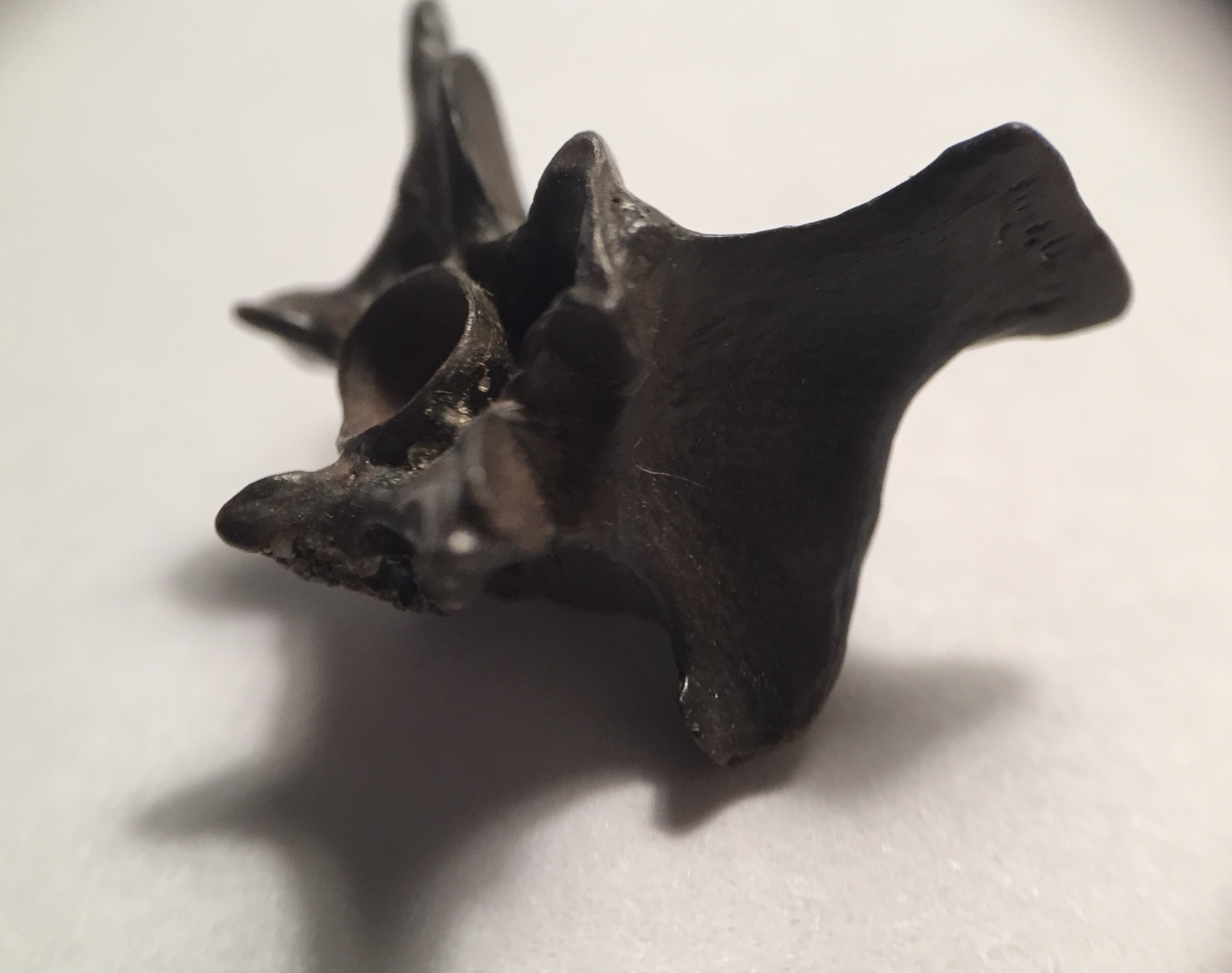 Snake Vertebra? - Fossil ID - The Fossil Forum
