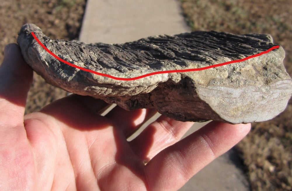 palm tree bark? - Fossil ID - The Fossil Forum